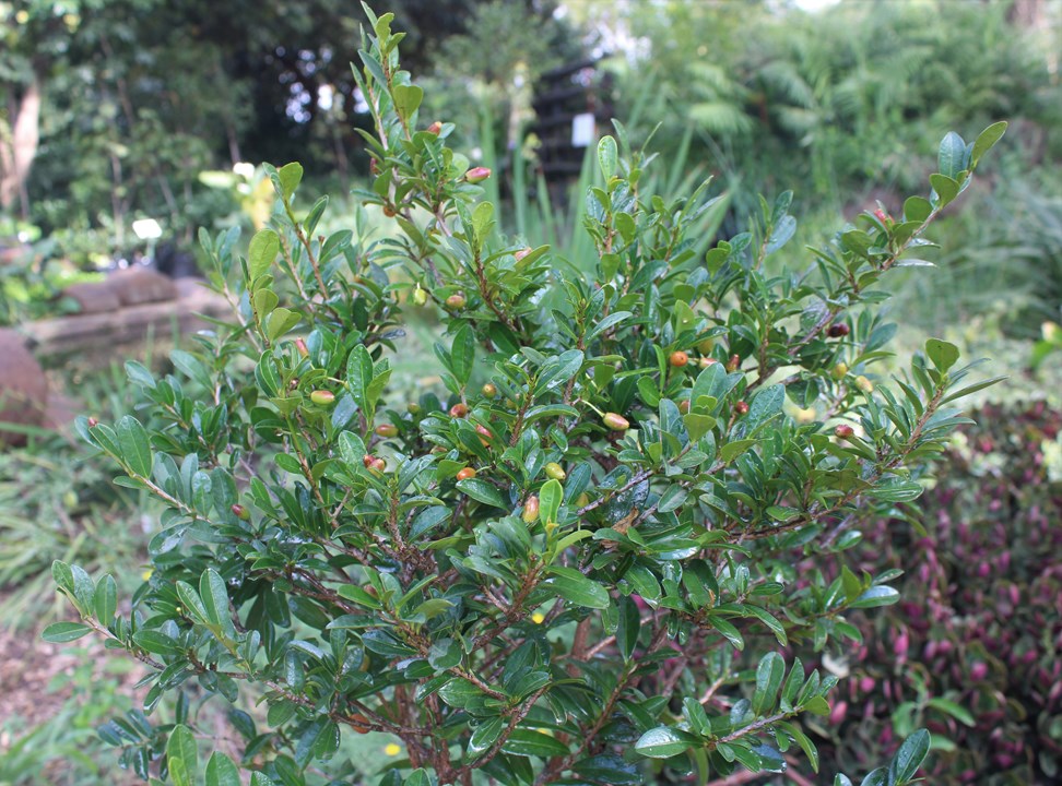 Erythroxylum emarginatum African Coca-tree afrikakokaboom ...