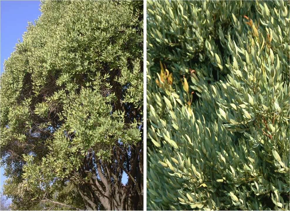 Euclea crispa Blue Guarri Bloughwarrie Mutangule-Nyele Motlhaletsogane ...