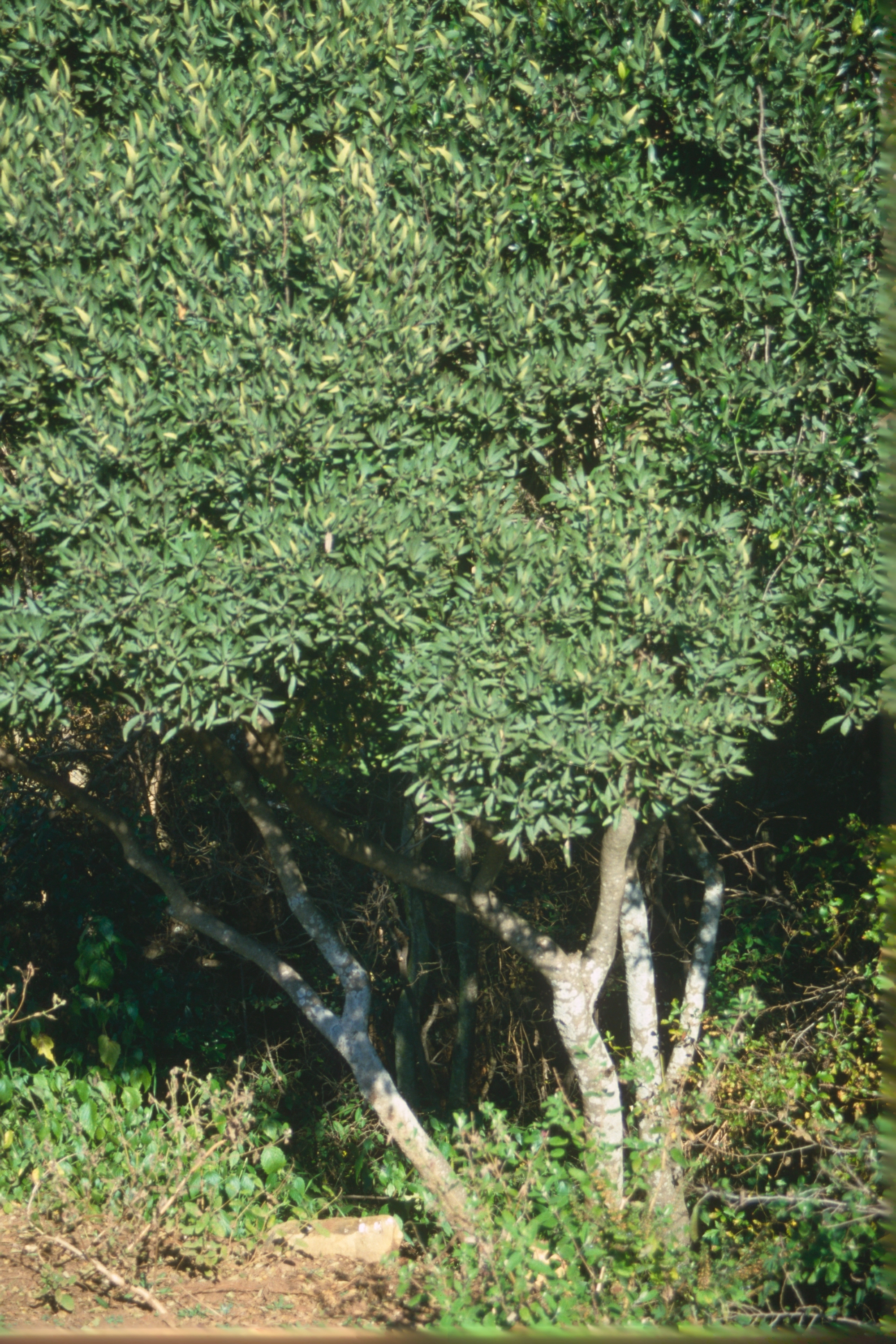 Euclea crispa Blue Guarri Bloughwarrie Mutangule-Nyele Motlhaletsogane ...