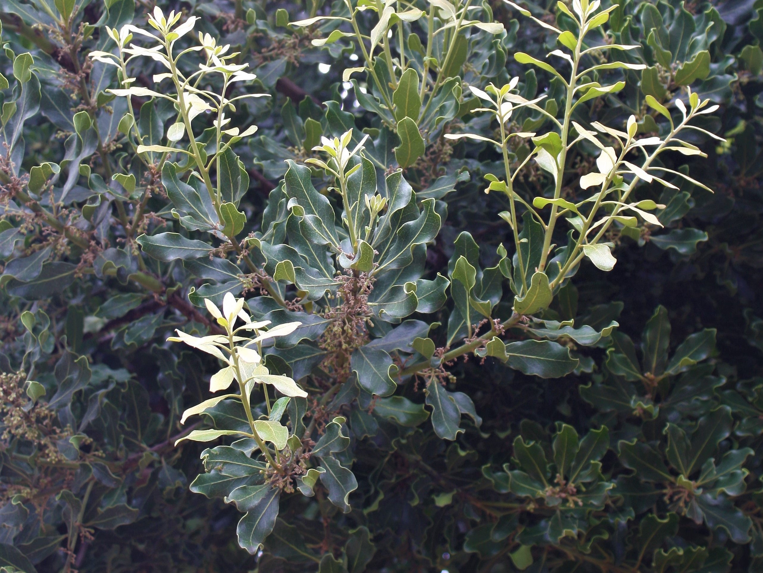 Euclea natalensis capensis Natal Ebony Natalghwarrie motlhakola ...