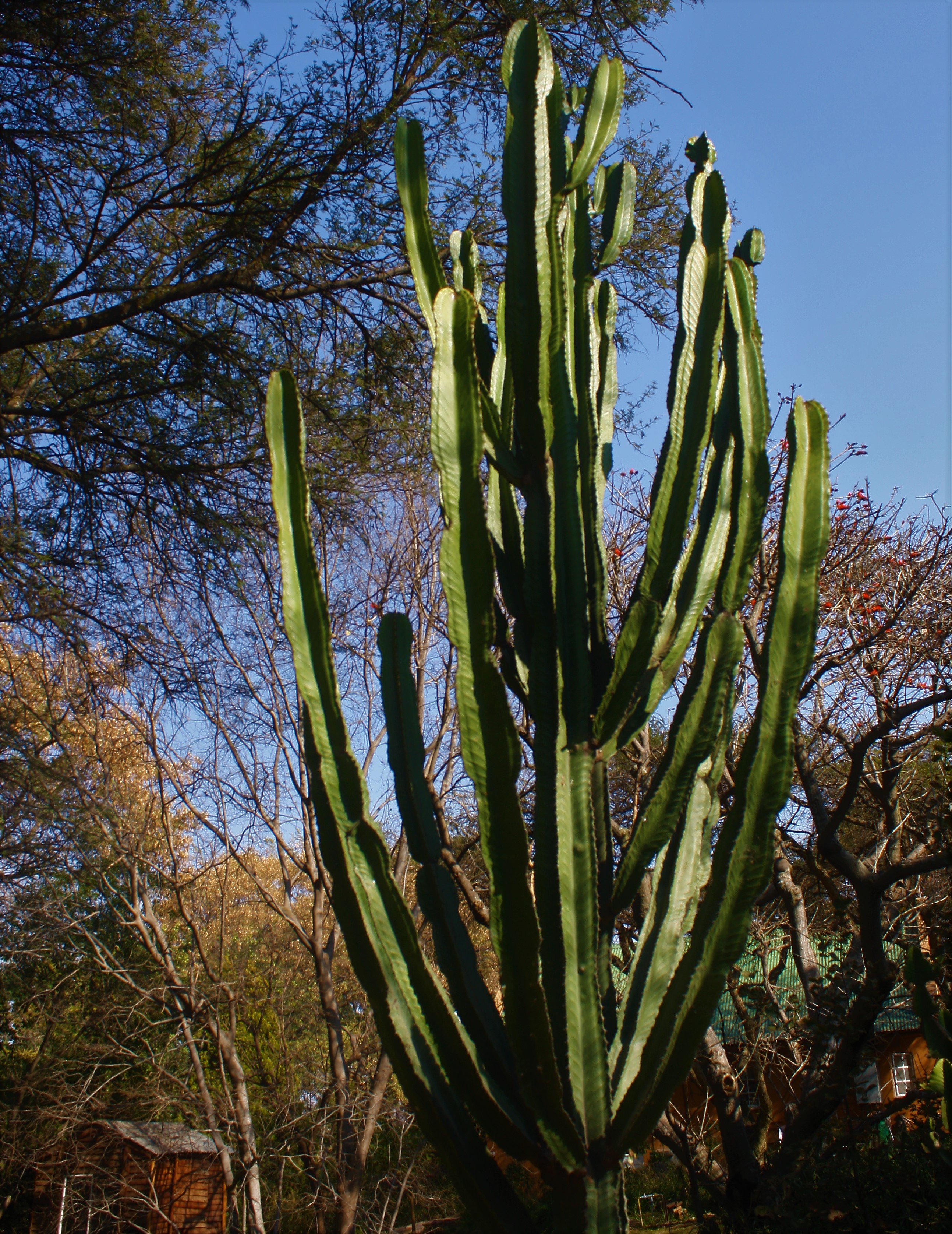Euphorbia ingens Giant Euphorbia, Common Tree Euphorbia Naboom, Gewone ...