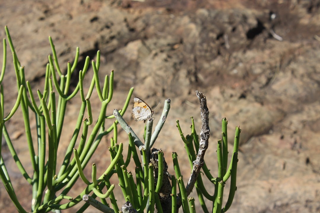 Euphorbia tirucalli Firesticks Kraanlaboom Rubber Hedge umSululu umHlonthlo