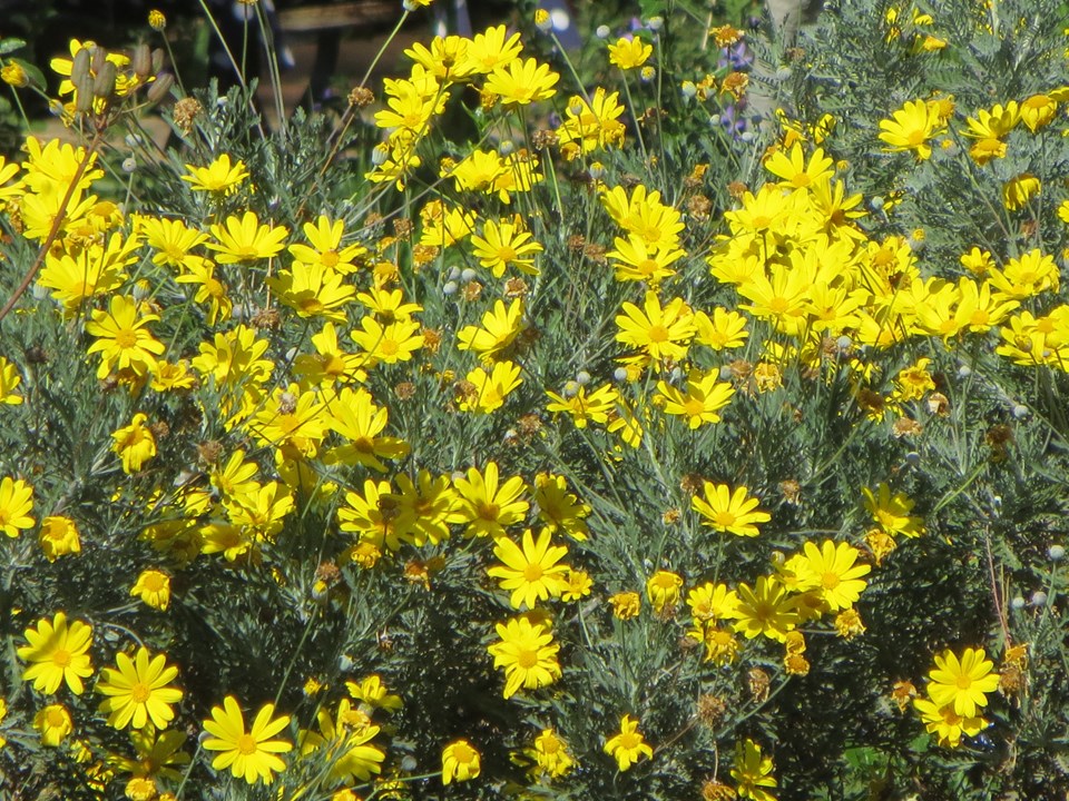 Euryops pectinatus Golden Daisy Bush Wolharpuisbos