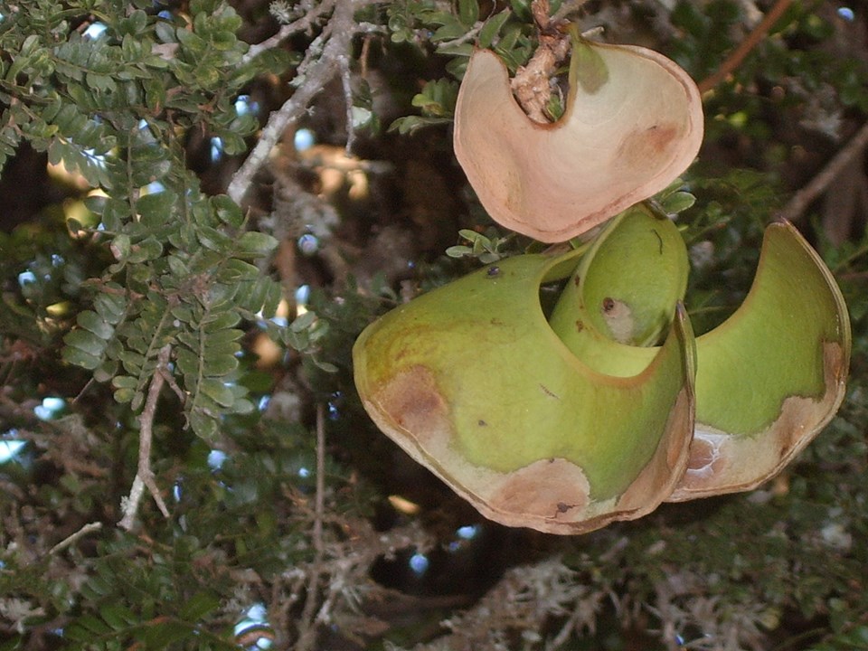 Faidherbia albida Anatree Anaboom Mogôkatau Muhoţo Umhlalankwazi