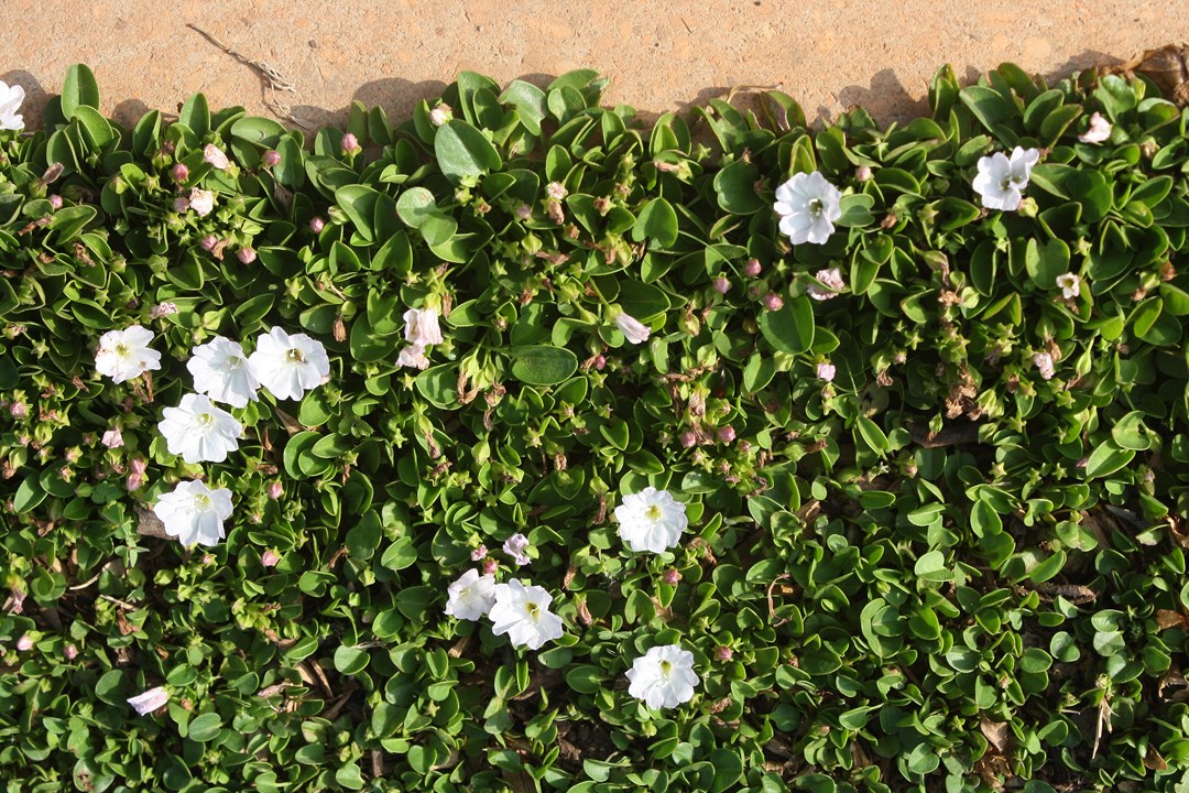 Falkia repens White Carpet Oortje’s