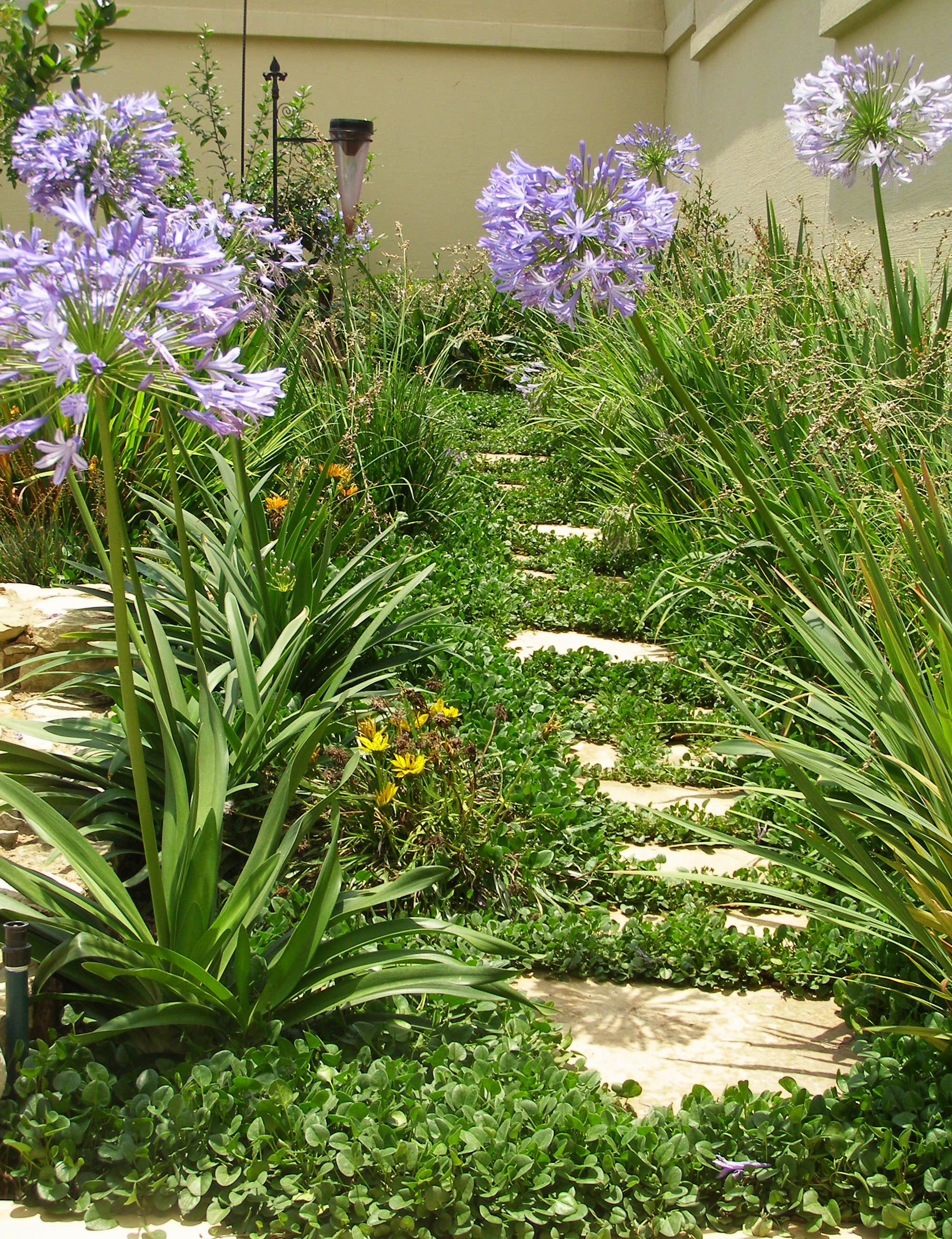 Falkia repens White Carpet Oortje’s