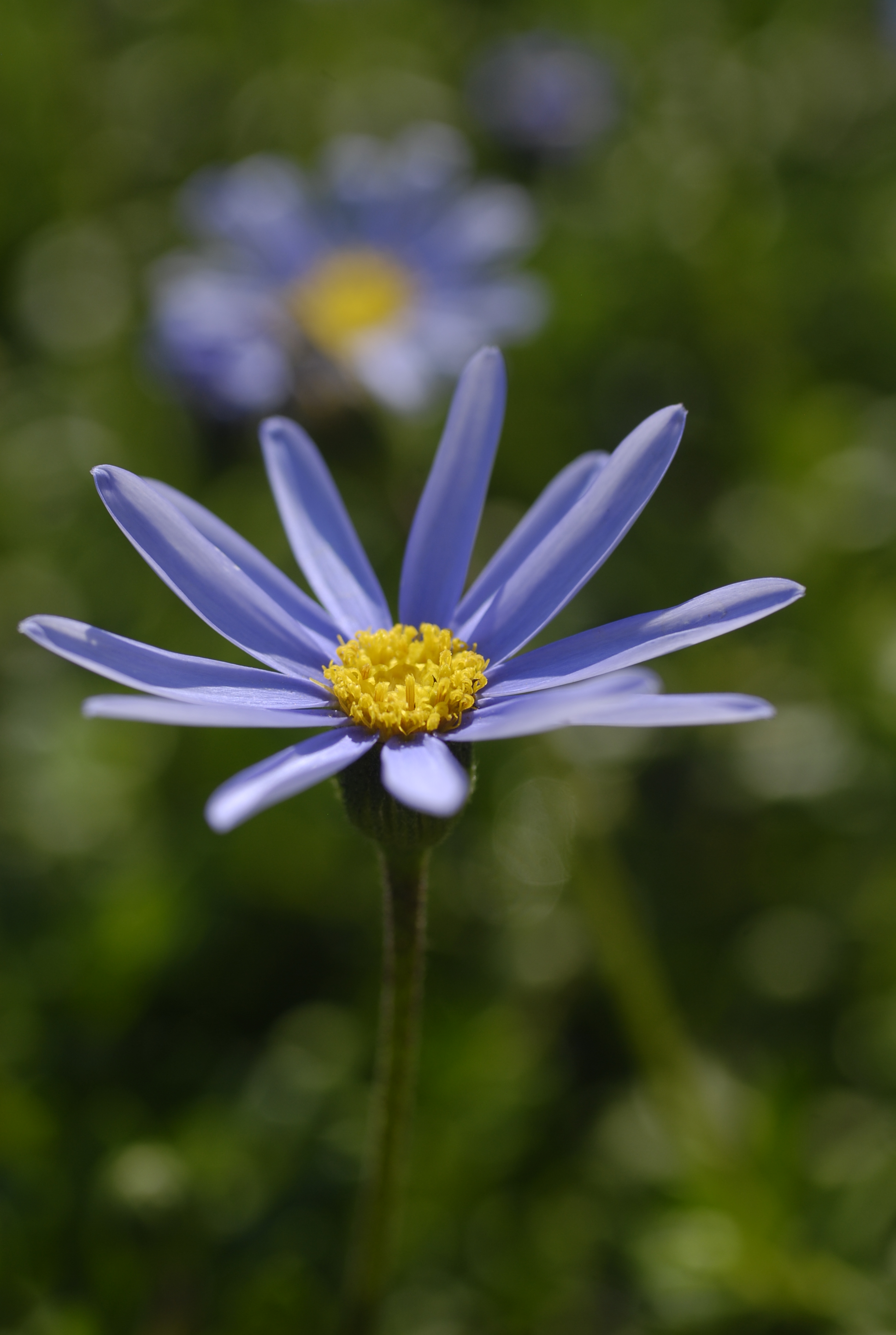 Felicia amelloides Blue Marguerite, blue felicia bush, shrubby felicia ...