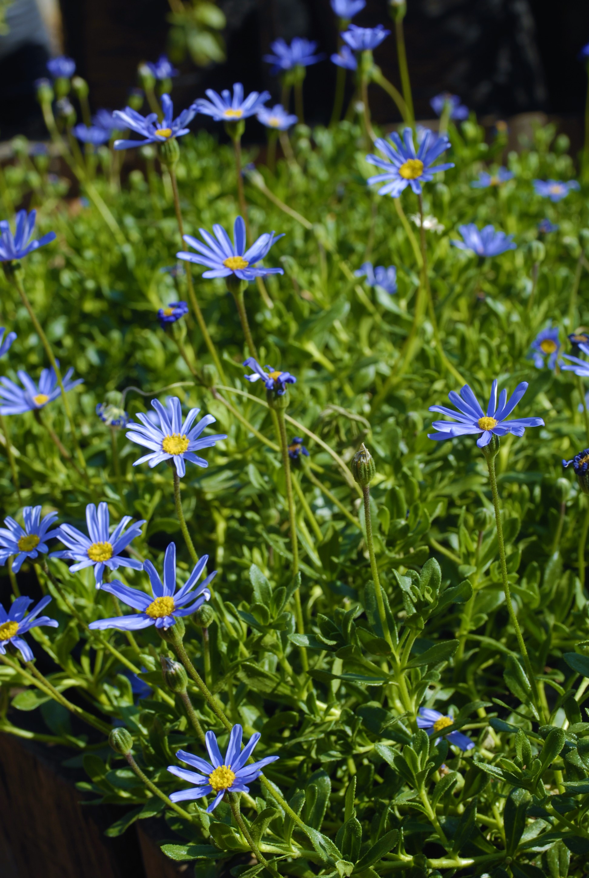 Felicia amelloides Blue Marguerite, blue felicia bush, shrubby felicia ...