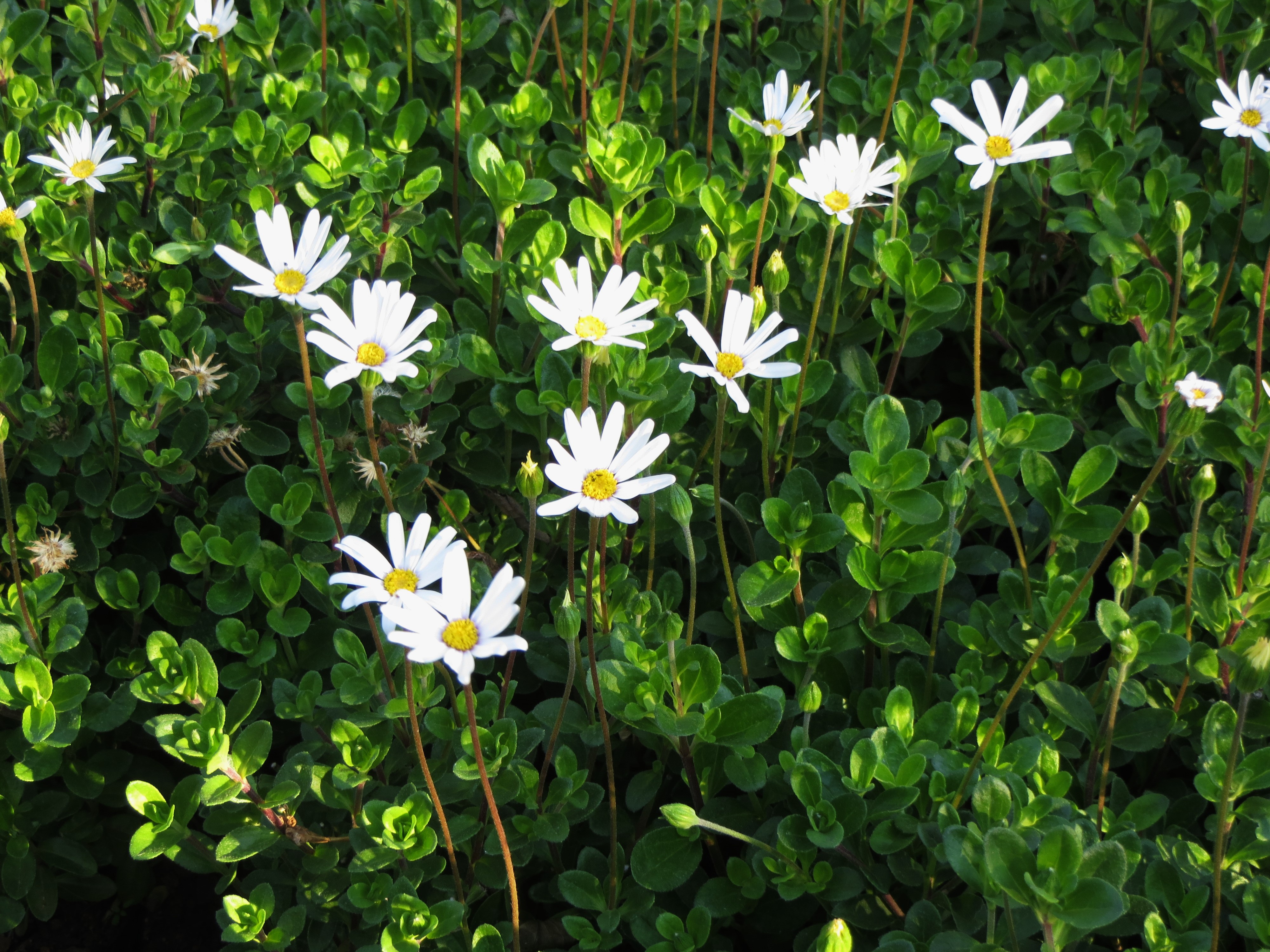 Felicia amelloides Blue Marguerite, blue felicia bush, shrubby felicia ...