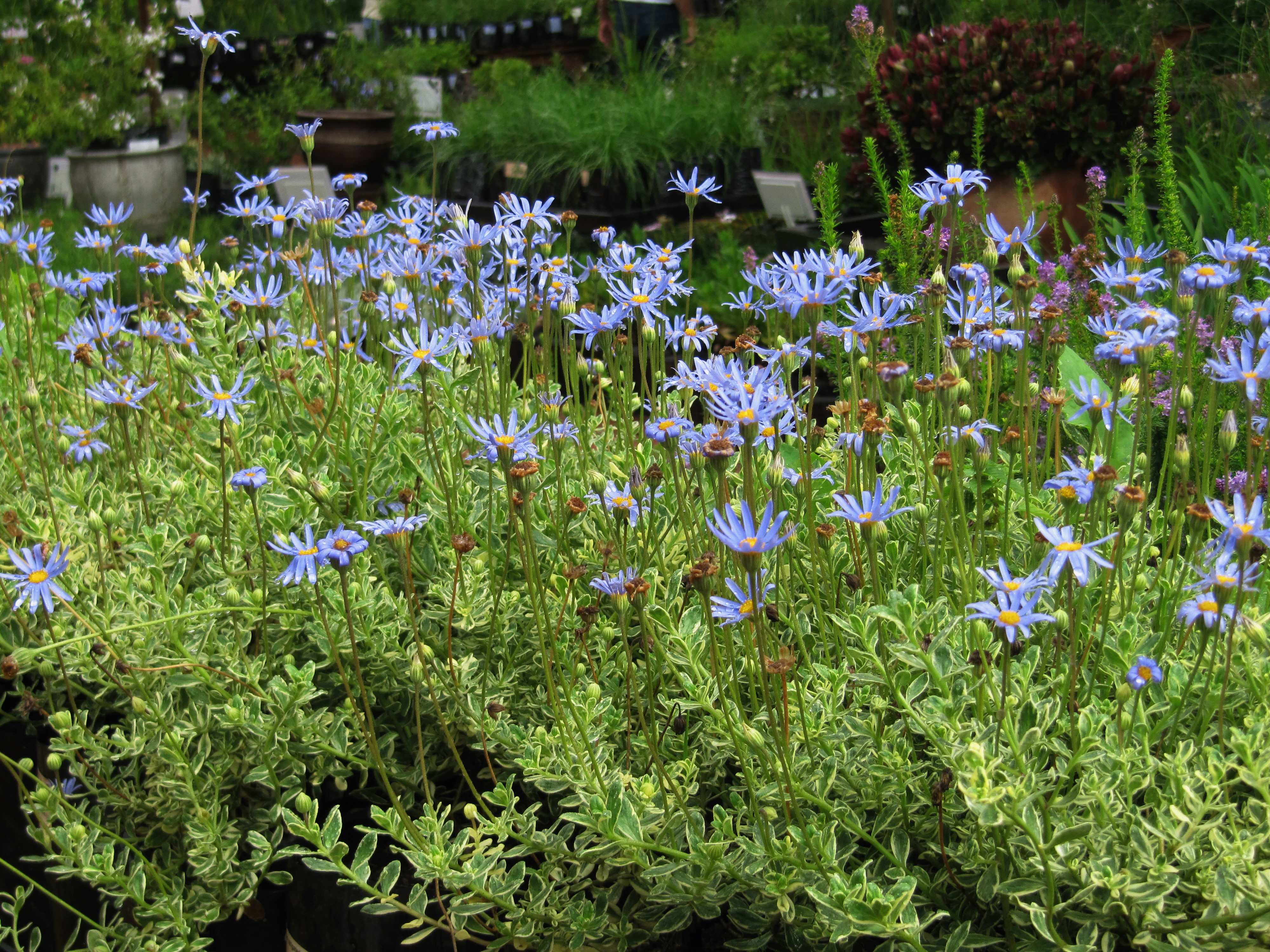 Felicia amelloides Blue Marguerite, blue felicia bush, shrubby felicia ...