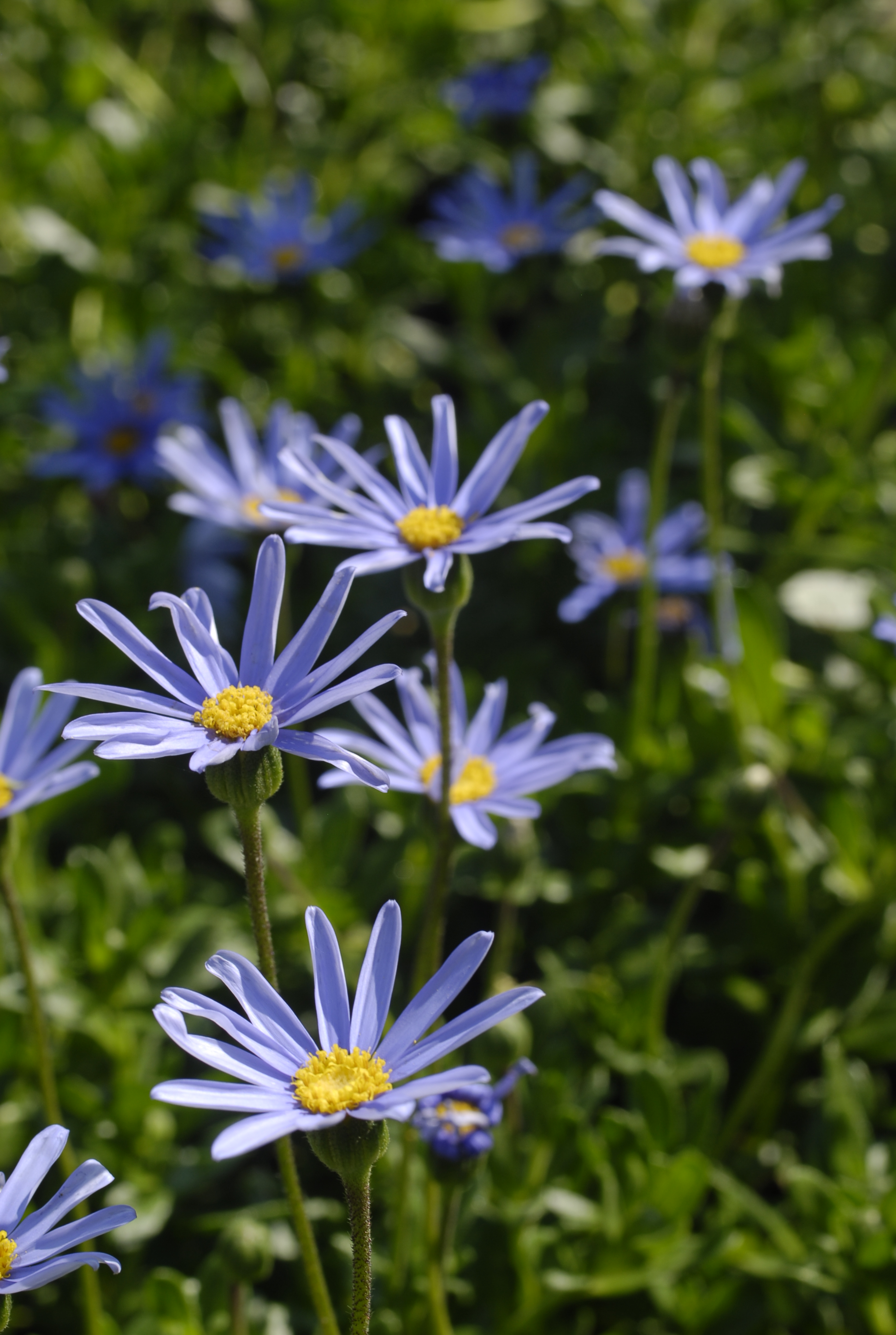 Felicia amelloides Blue Marguerite, blue felicia bush, shrubby felicia ...