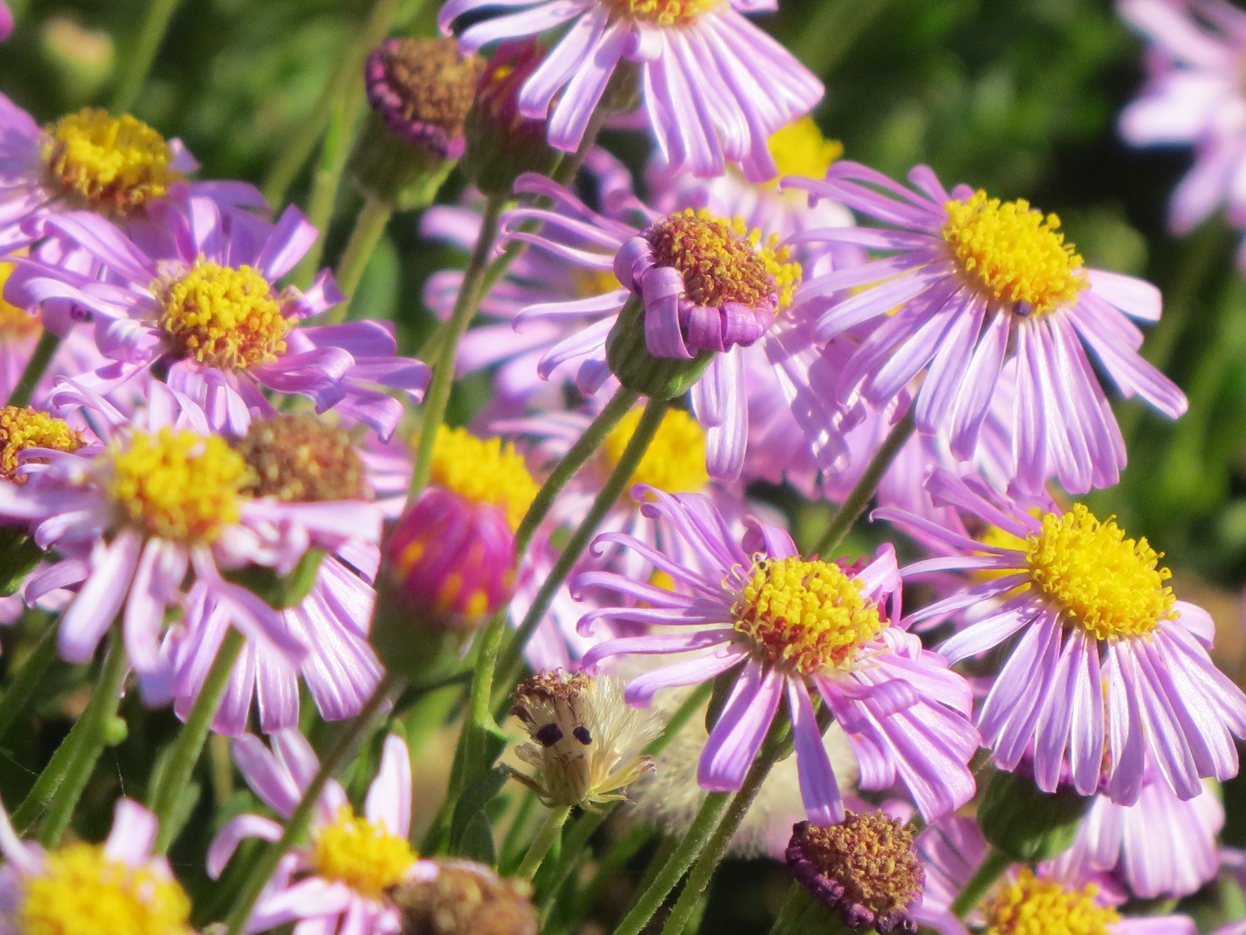 Felicia erigeroides Wild Michelmas Daisy Isithelelo