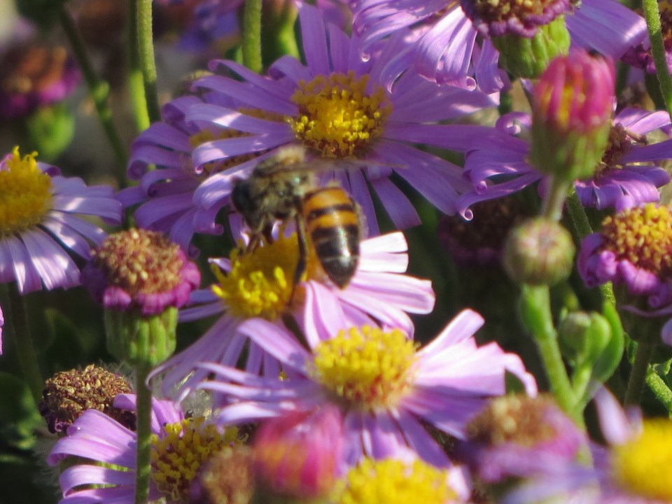 Felicia erigeroides Wild Michelmas Daisy Isithelelo