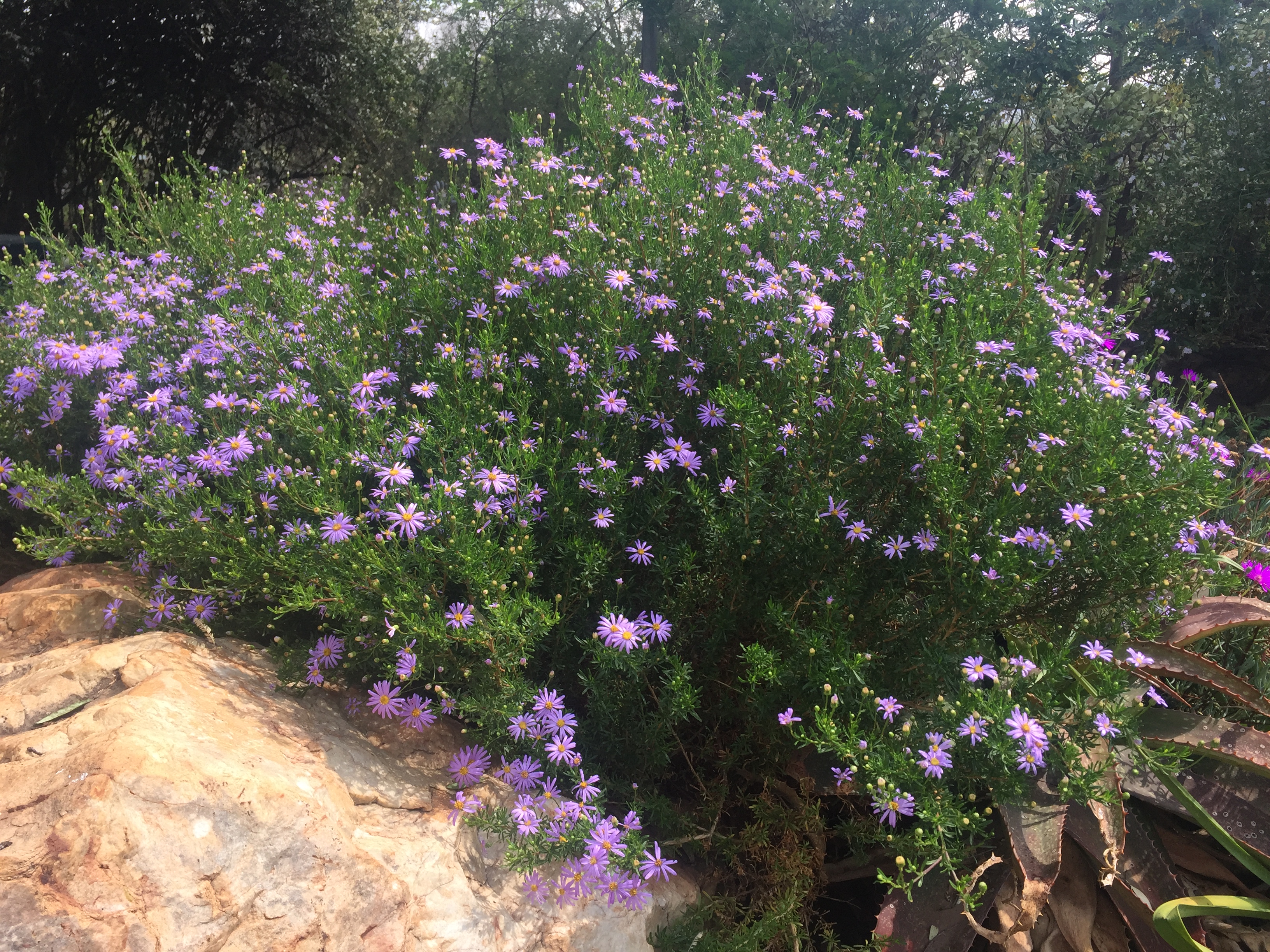 Felicia filifolia Fine-Leaved Felicia Persbergdraaibos sehala-se-seholo