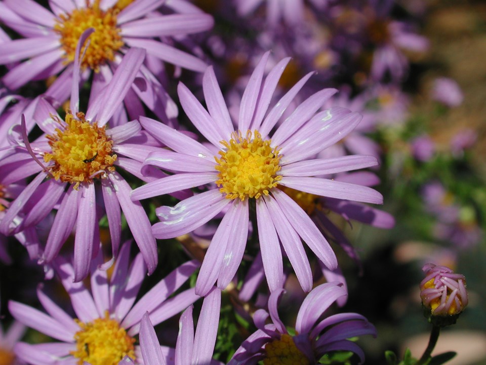 Felicia filifolia Fine-Leaved Felicia Persbergdraaibos sehala-se-seholo