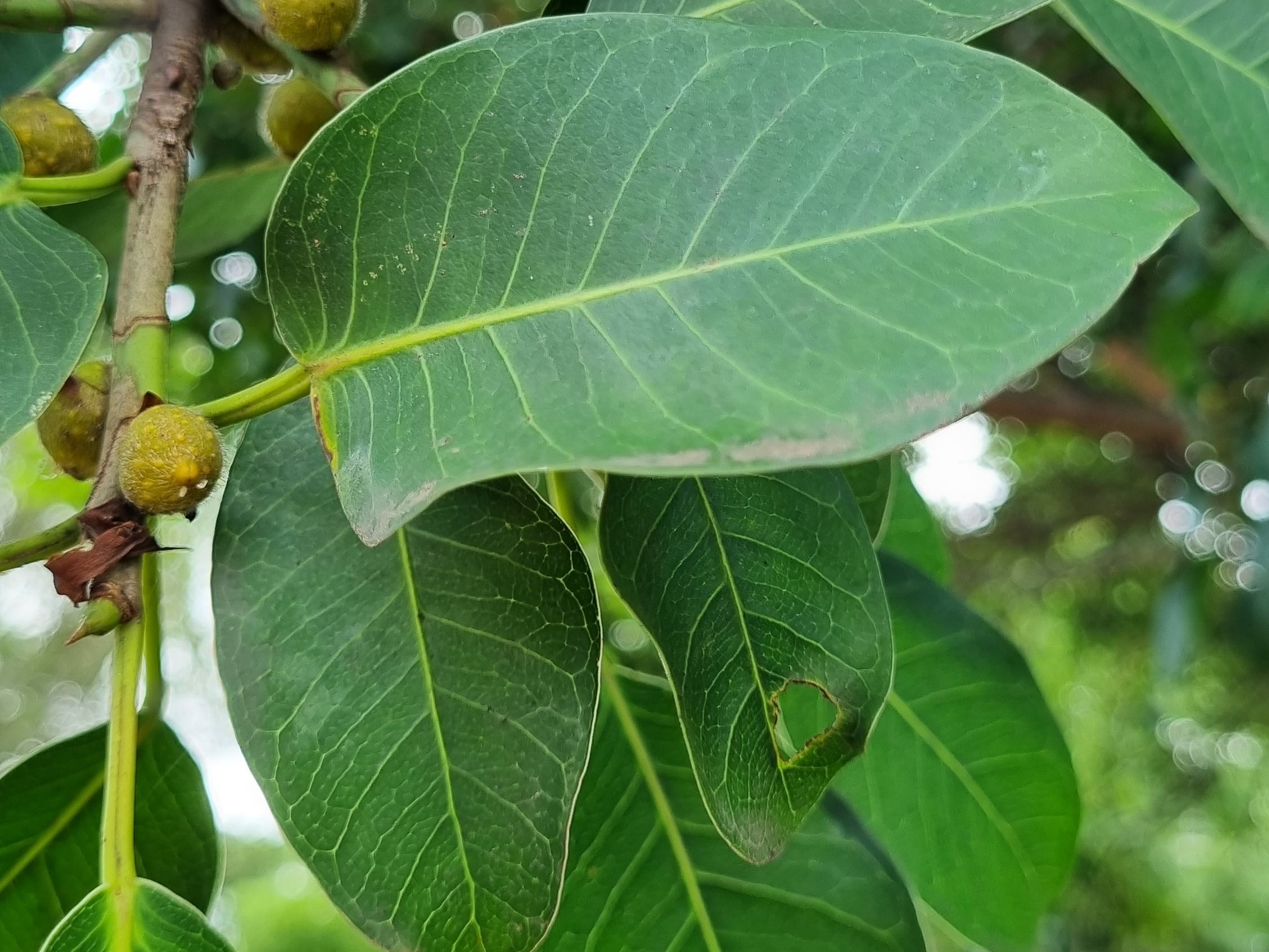 Ficus burkei Common Wild Fig Gewone Wildevy moumo umthombe
