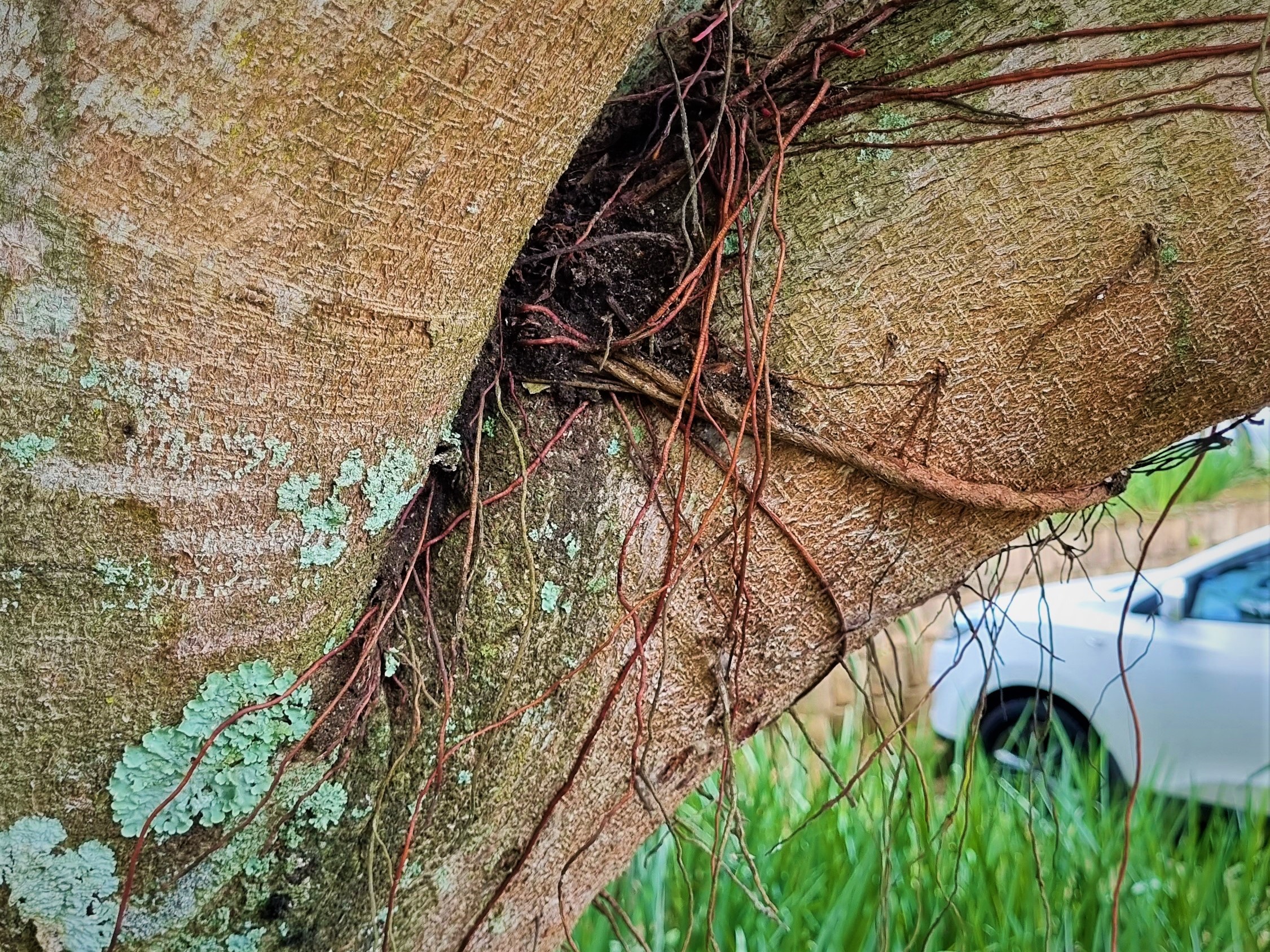 Ficus burkei Common Wild Fig Gewone Wildevy moumo umthombe