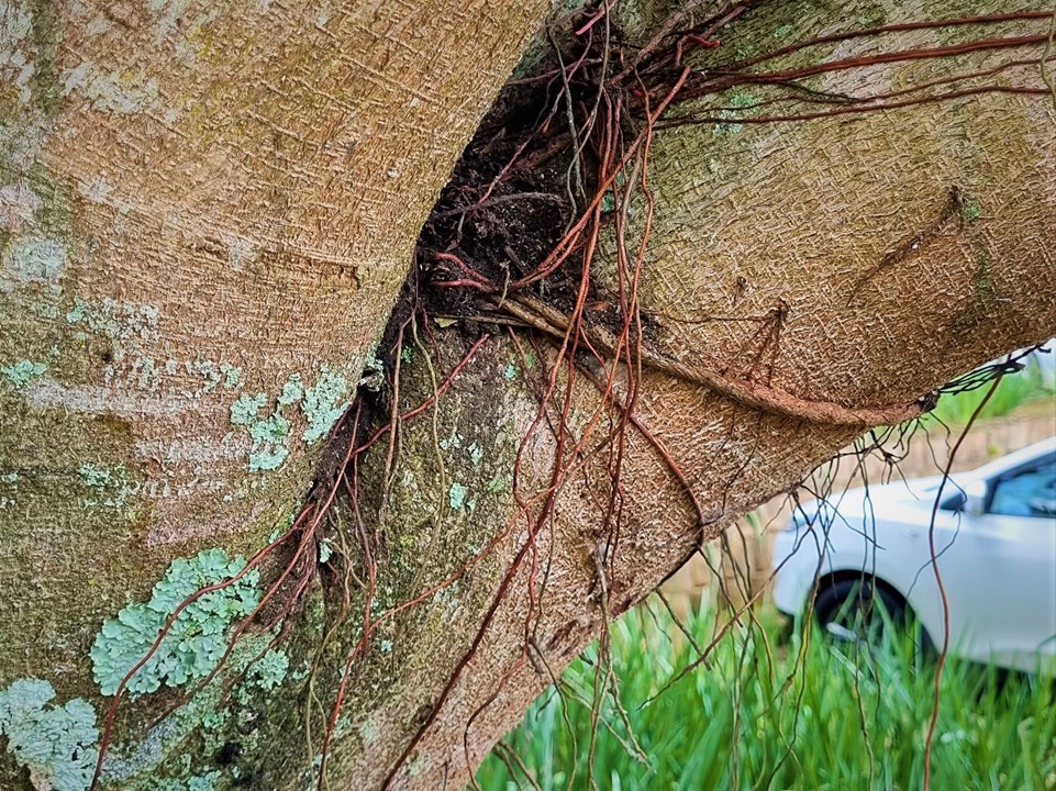 Ficus burkei Common Wild Fig Gewone Wildevy moumo umthombe
