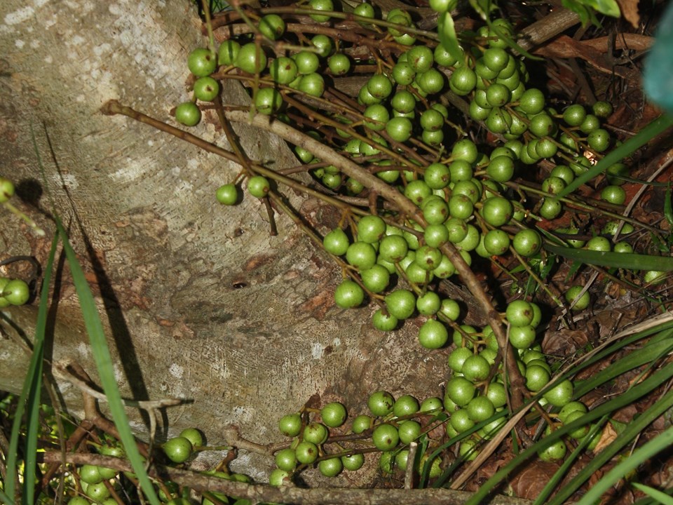 Ficus sur Broomcluster Fig Besemtrosvy muhuyu-ngala umkhiwane umkhiwane