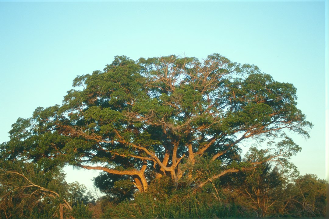 Ficus sycomorus Sycomore Fig Sycomorusvy Motšhaba Muhuyu-lukuse umNcongo