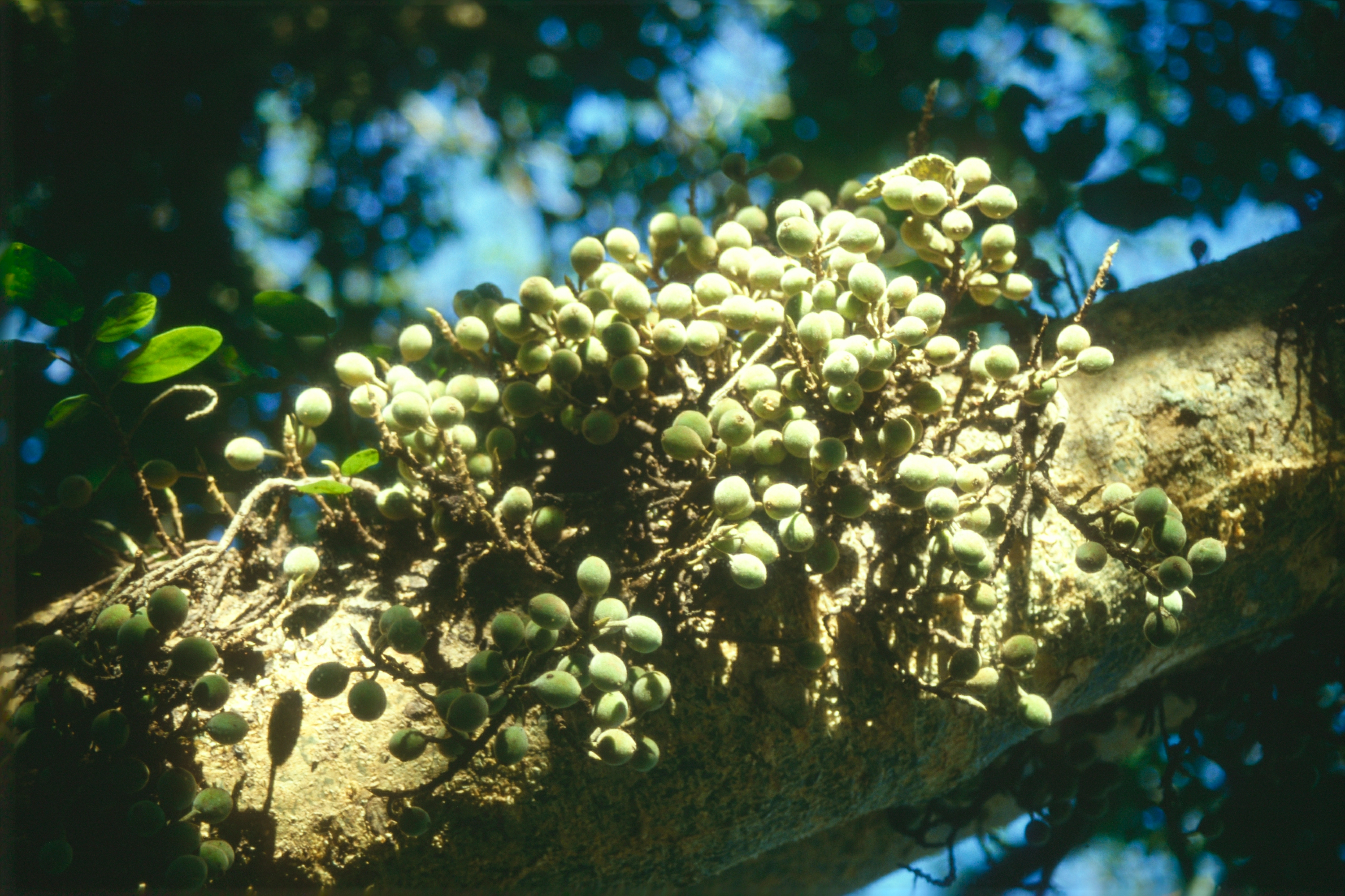 Ficus sycomorus Sycomore Fig Sycomorusvy Motšhaba Muhuyu-lukuse umNcongo