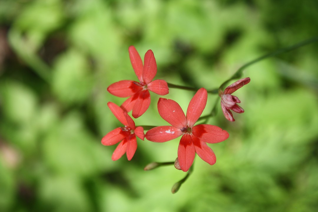 Freesia grandiflora Rooipypie Small Red Iris