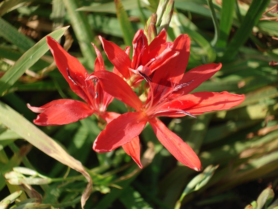 Freesia grandiflora Rooipypie Small Red Iris