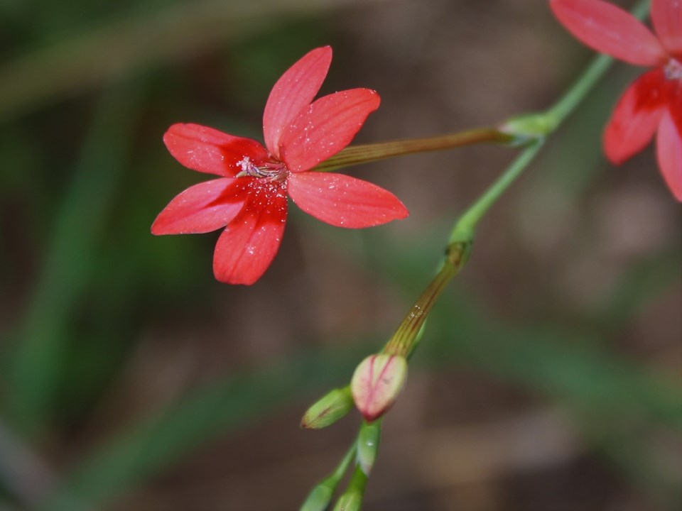 Freesia grandiflora Rooipypie Small Red Iris