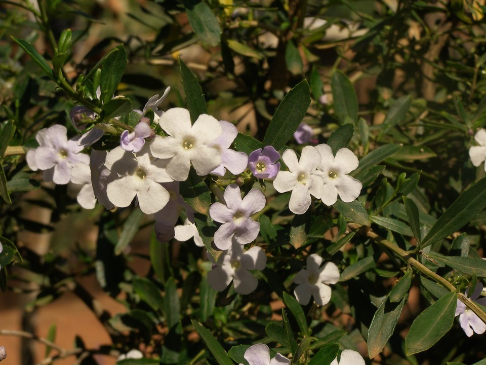 Freylinia tropica White Honeybell Bush Witheuningsklokkiebos