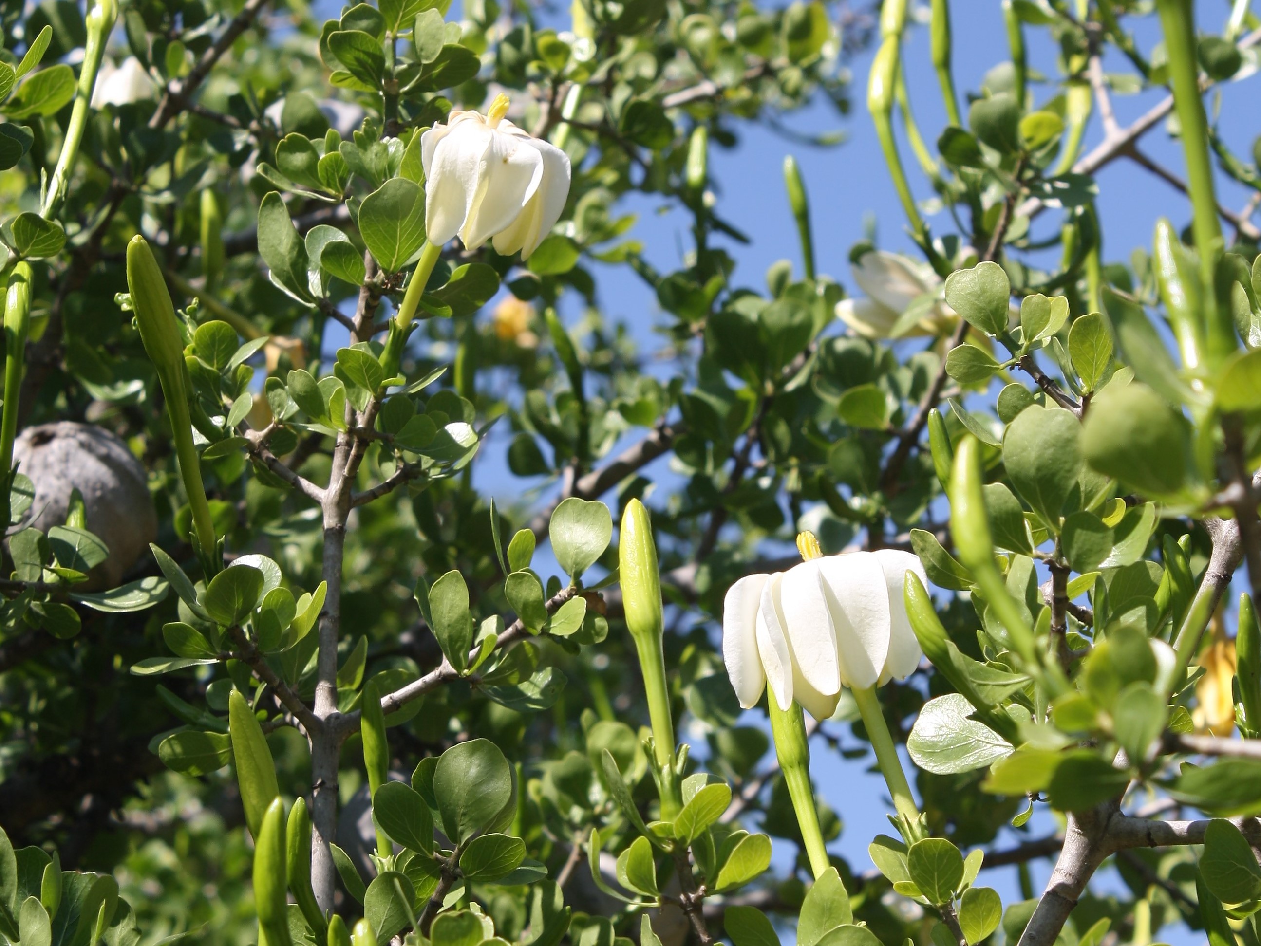Gardenia volkensii Bushveld Gardenia Bosveldkatjiepiering Tshiralala ...