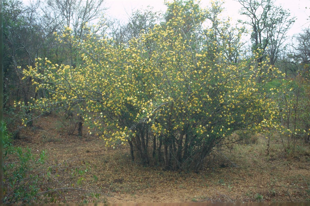 Gardenia thunbergia Witkatjiepiering, Buffelsbal, Kannetjieboom White ...