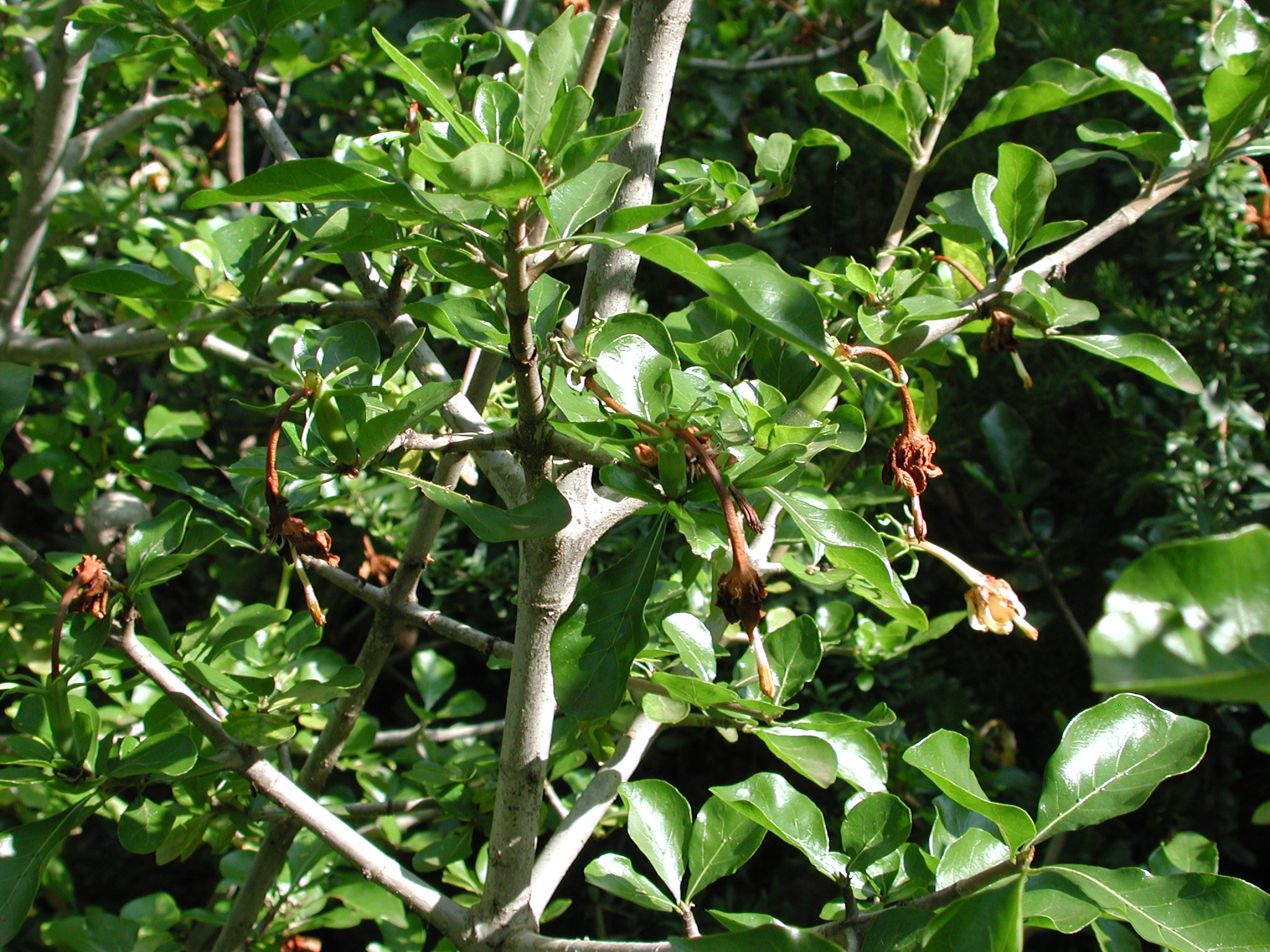 Gardenia thunbergia Witkatjiepiering, Buffelsbal, Kannetjieboom White ...