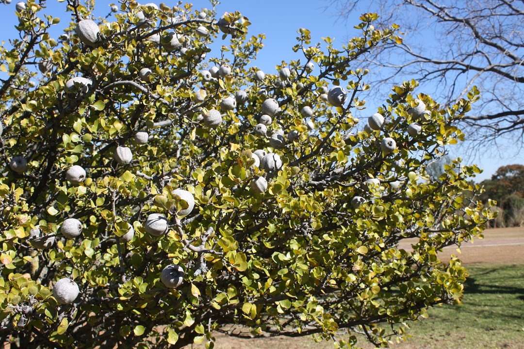 Gardenia volkensii Bushveld Gardenia Bosveldkatjiepiering Tshiralala ...