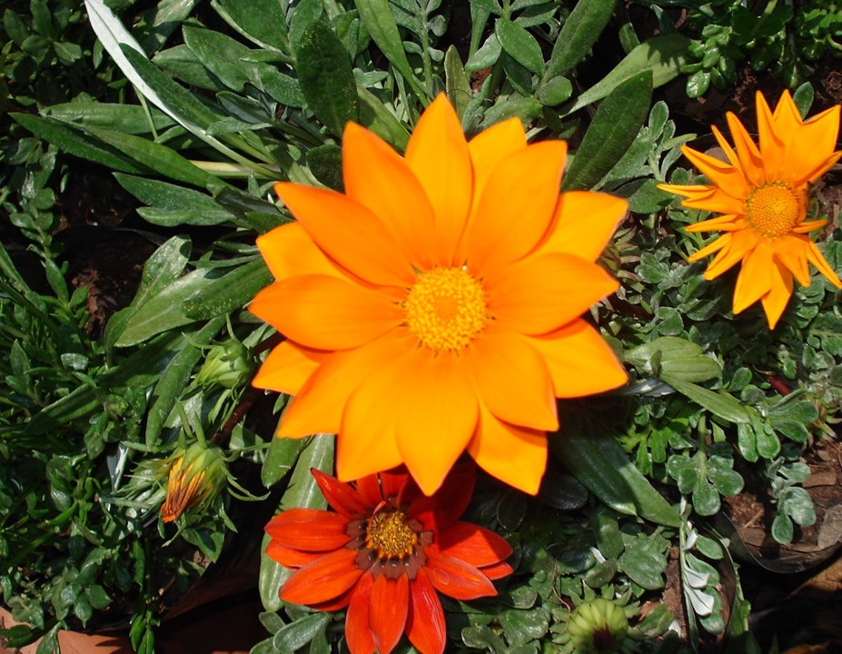 Gazania Gazoo Fire Mix Gazania Gousblom