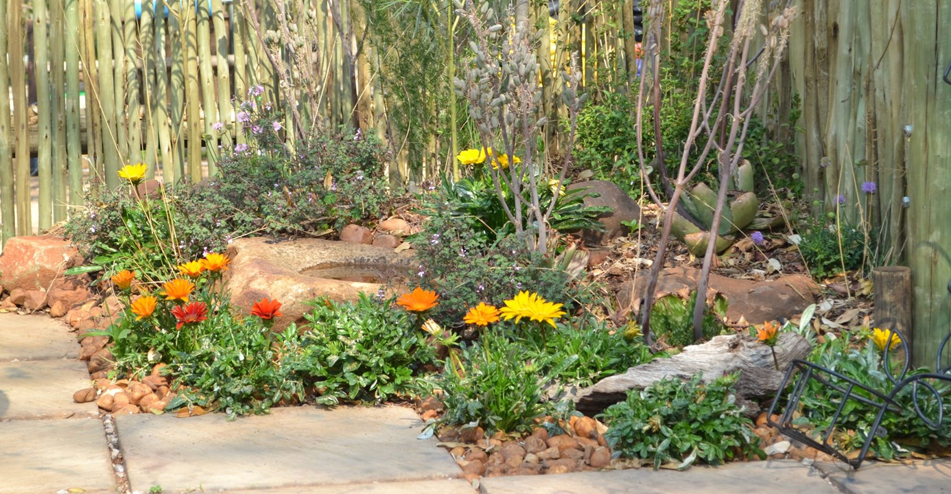 Gazania Gazoo Fire Mix Gazania Gousblom