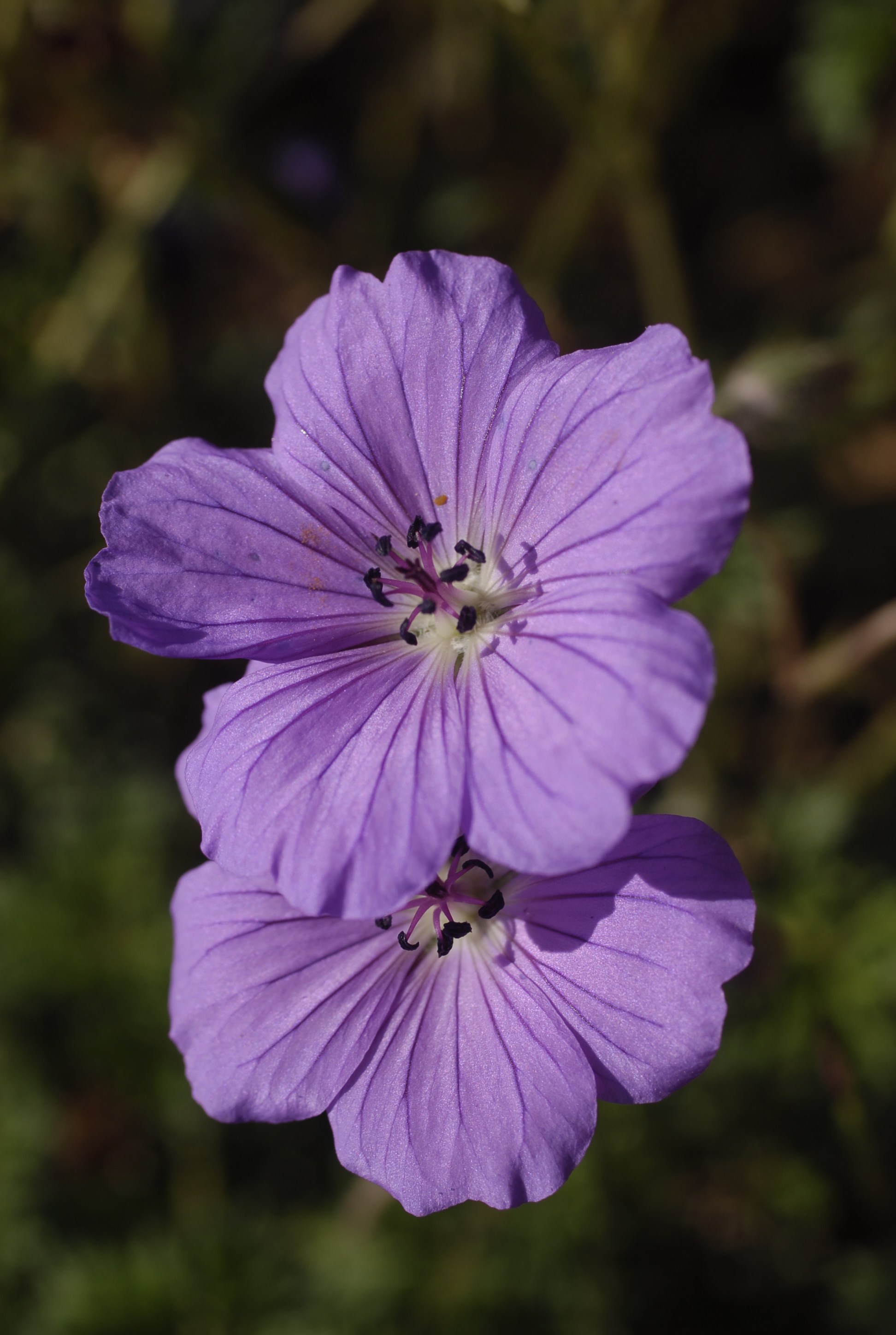Geranium incanum Carpet Geranium Bergtee Tlako Malko