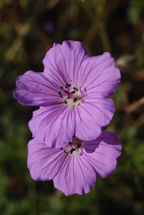 Geranium incanum Carpet Geranium Bergtee Tlako Malko