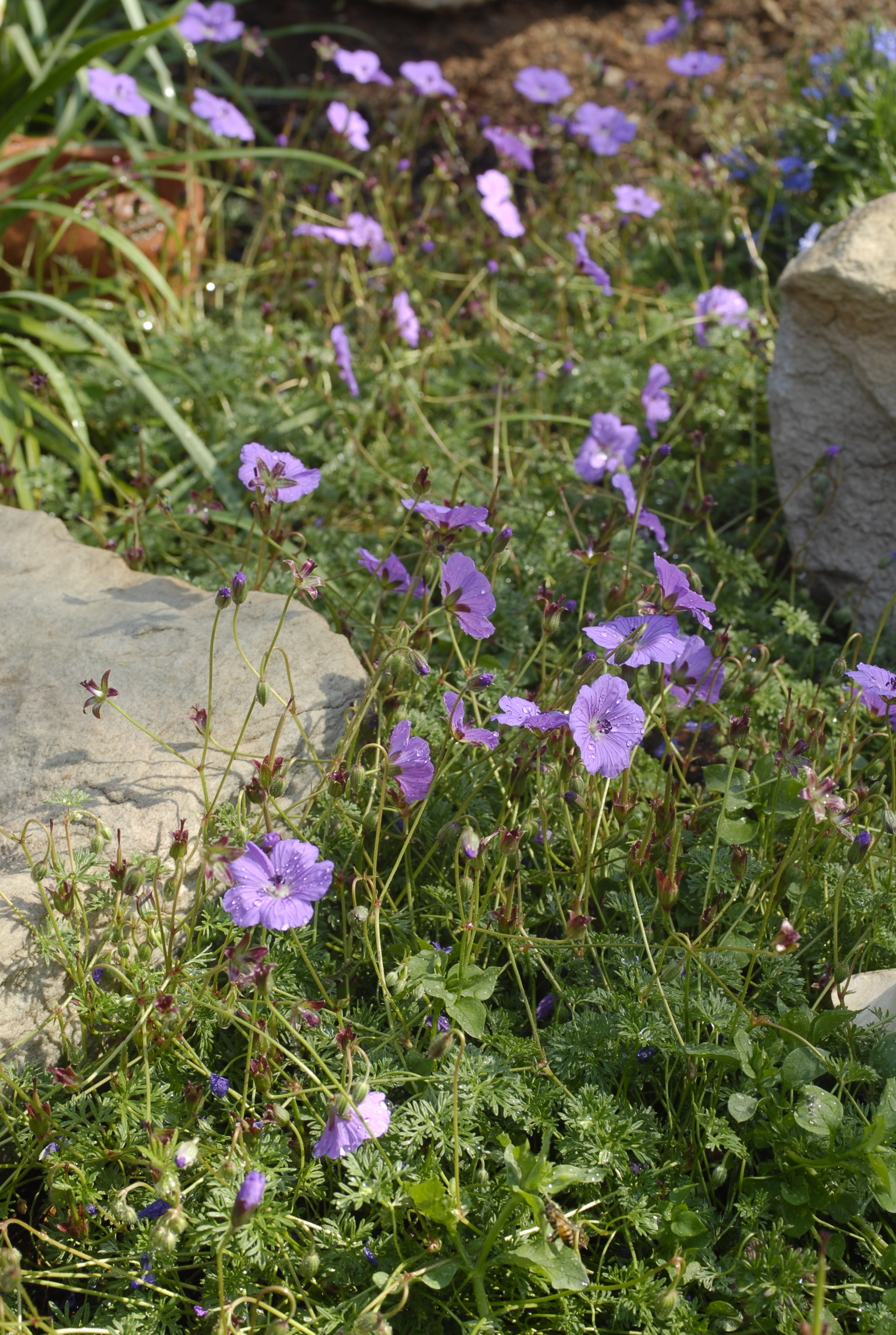 Geranium incanum Carpet Geranium Bergtee Tlako Malko