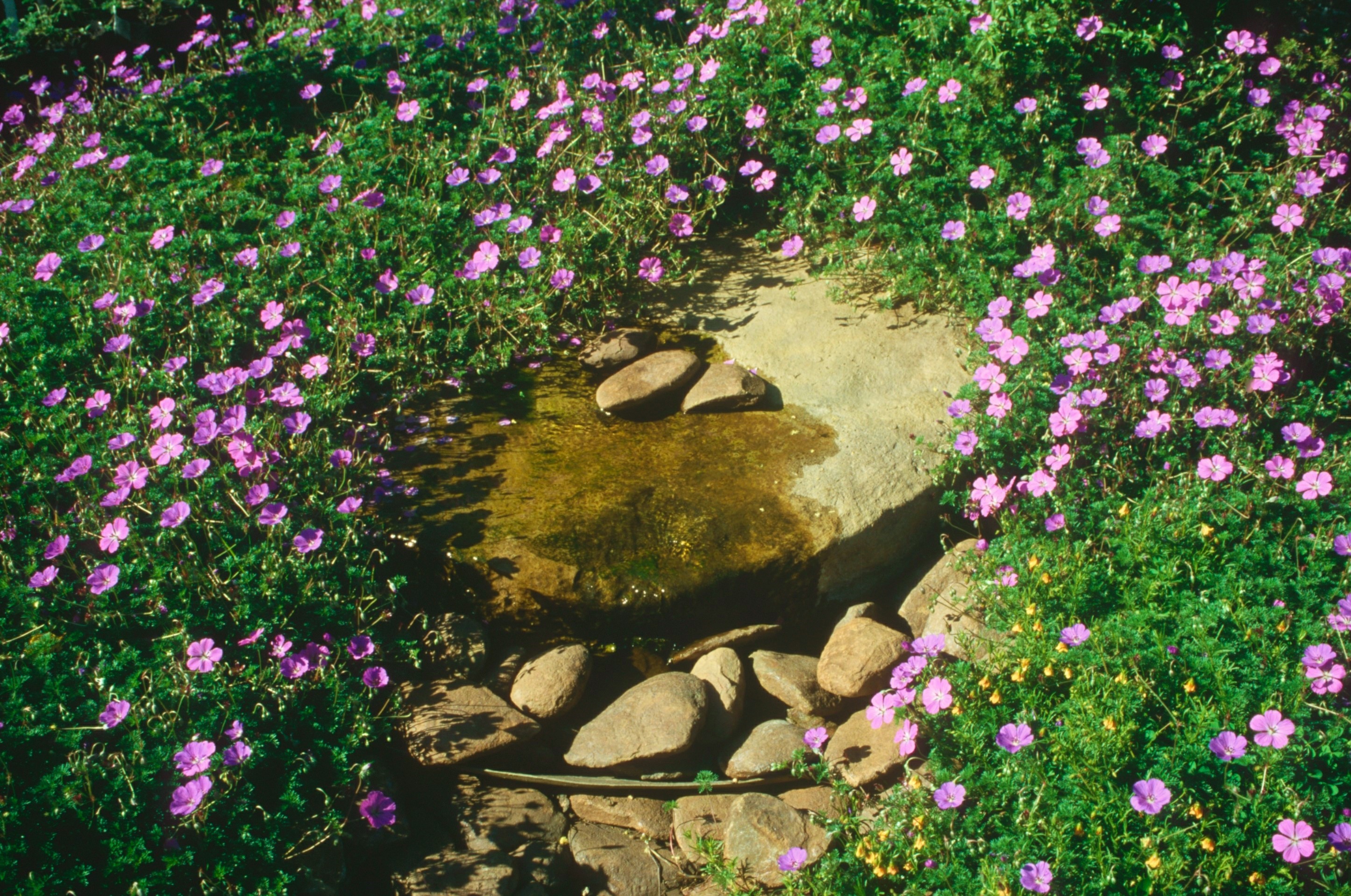 Geranium incanum Carpet Geranium Bergtee Tlako Malko