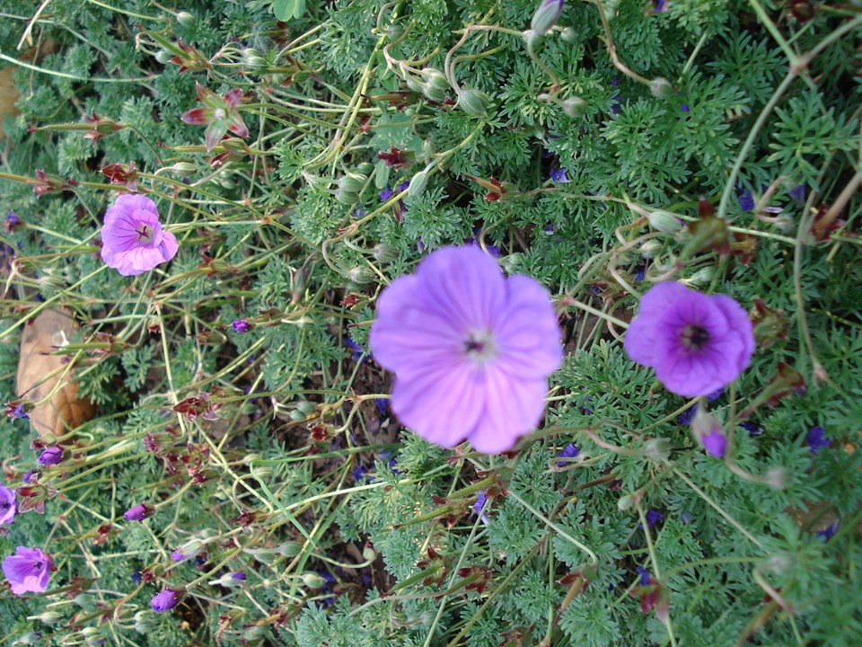 Geranium incanum Carpet Geranium Bergtee Tlako Malko