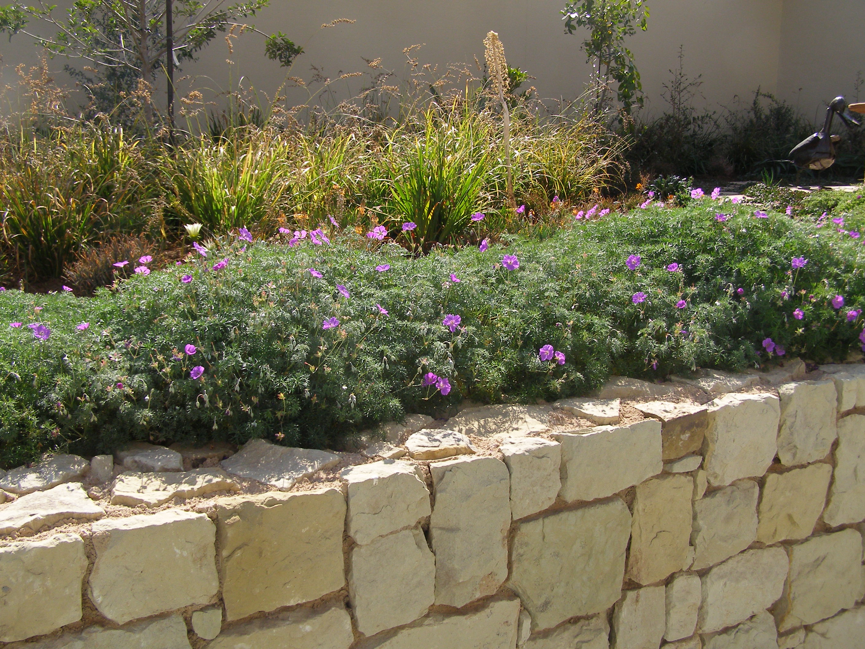 Geranium incanum Carpet Geranium Bergtee Tlako Malko