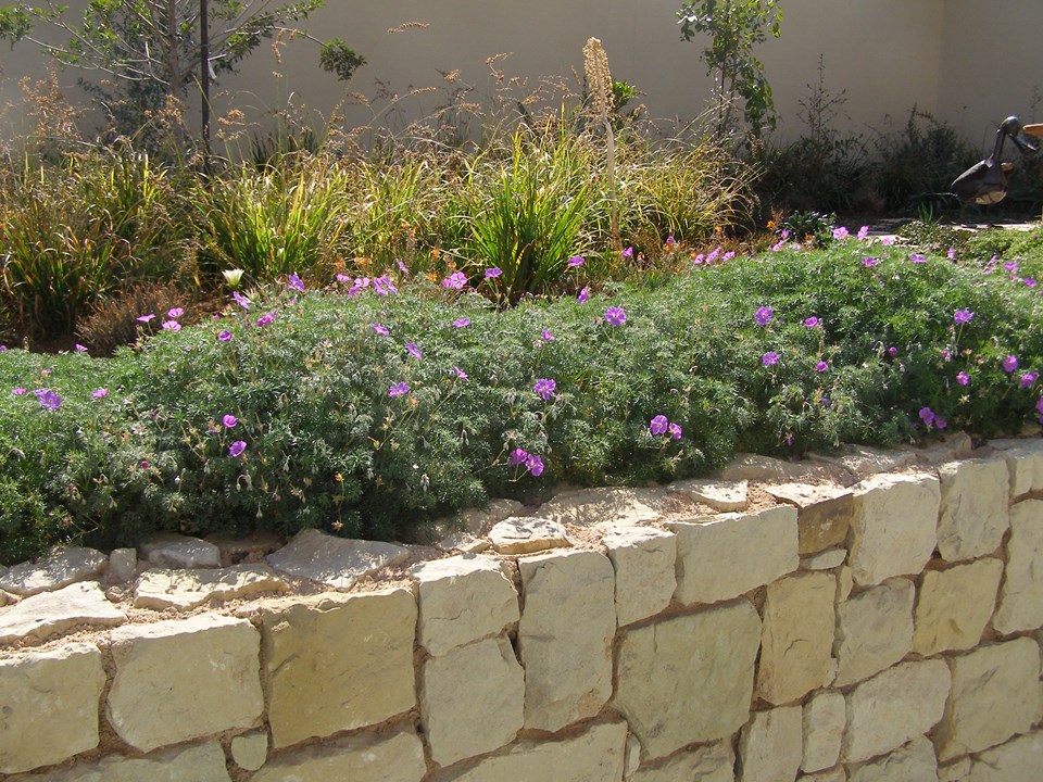 Geranium incanum Carpet Geranium Bergtee Tlako Malko