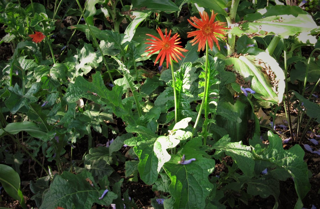 Gerbera Jamesonii Leaf