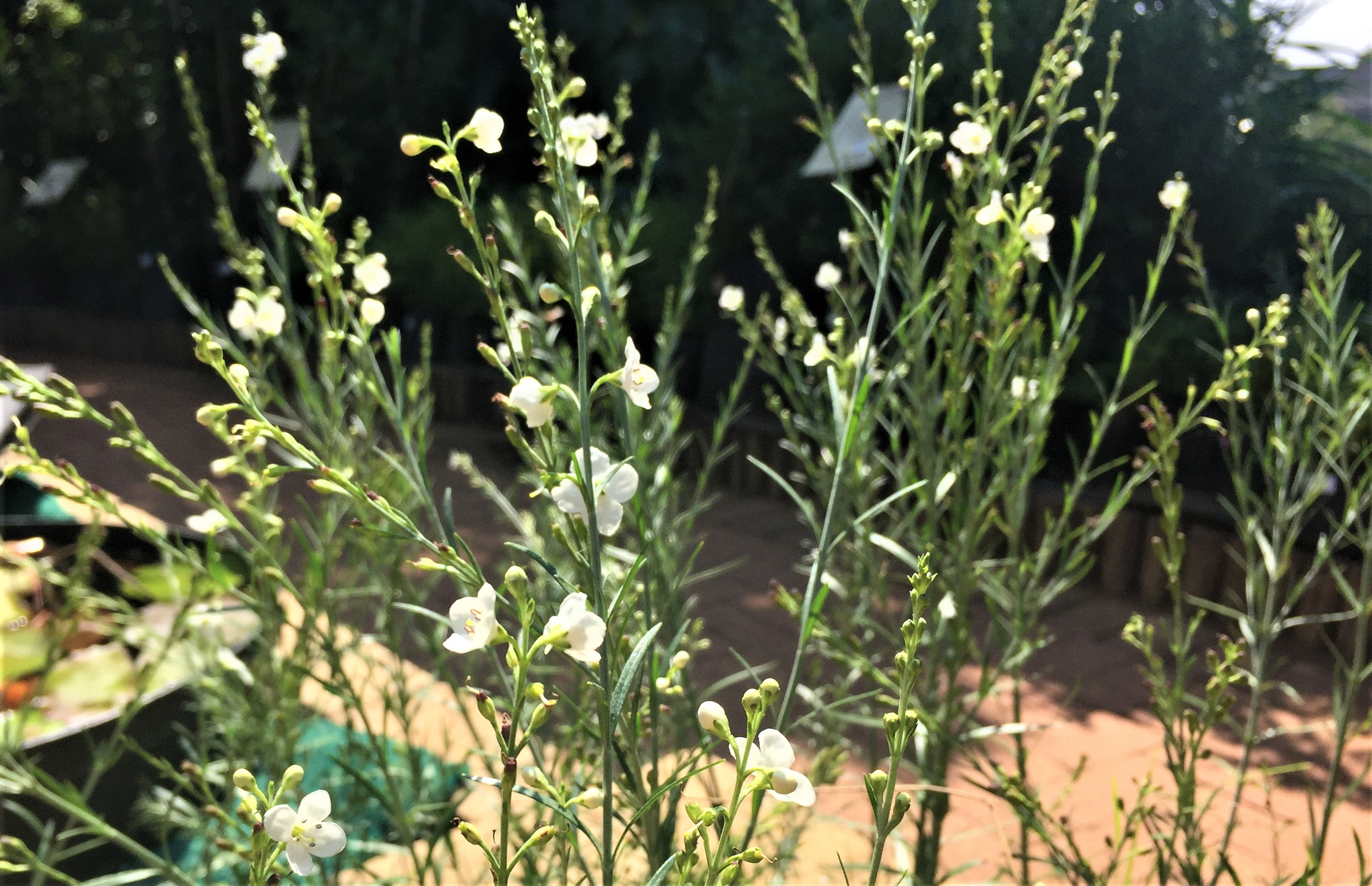 Gomphostigma virgatum Otterbossie, Besembossie River Stars