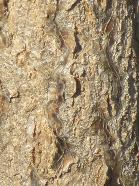 Gonioma kamassii Kamassi Kamassie Umgonwane Igala-Gala