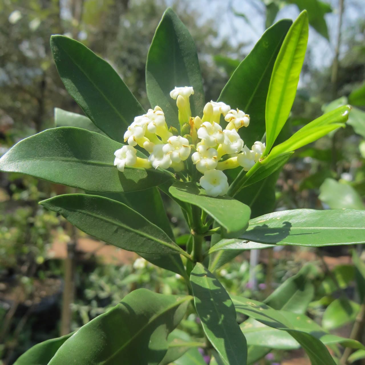 Gonioma kamassii Kamassi Kamassie Umgonwane Igala-Gala