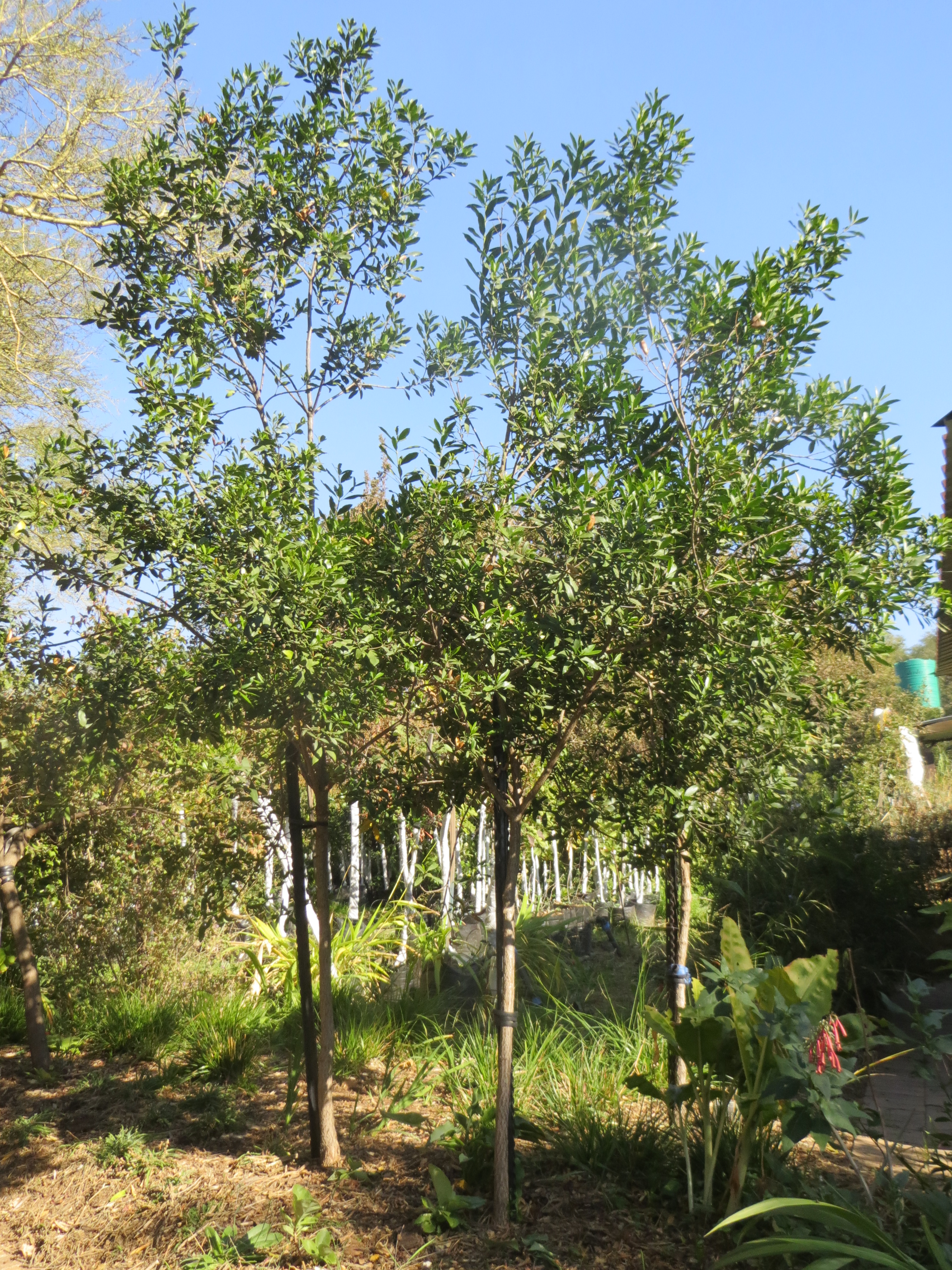 Gonioma kamassii Kamassi Kamassie Umgonwane Igala-Gala