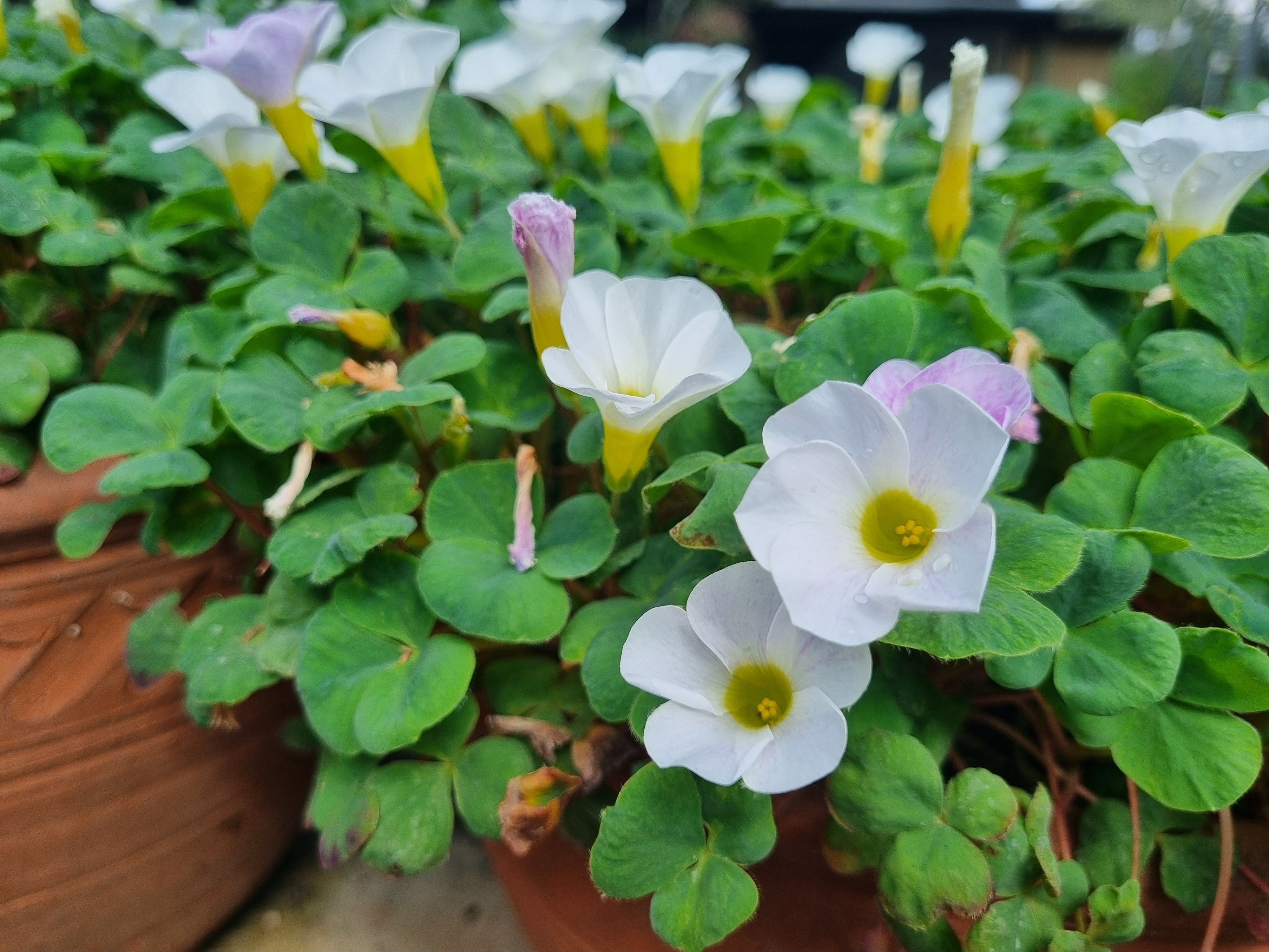 Oxalis purpurea Grand Duchess Sorrel