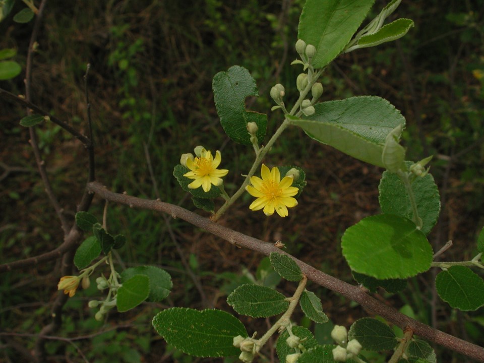 Grewia flava Brandy bush Rosyntjiebos Morêtlwa Mureḓwa Umhlalampunzi