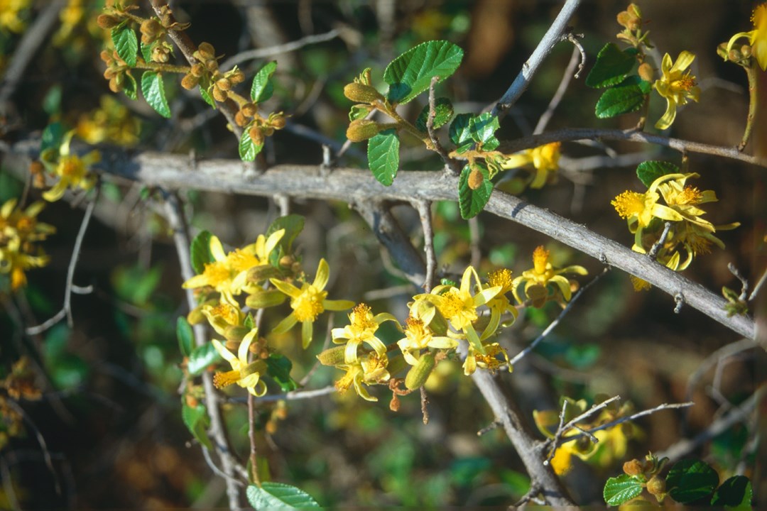Grewia flava Brandy bush Rosyntjiebos Morêtlwa Mureḓwa Umhlalampunzi